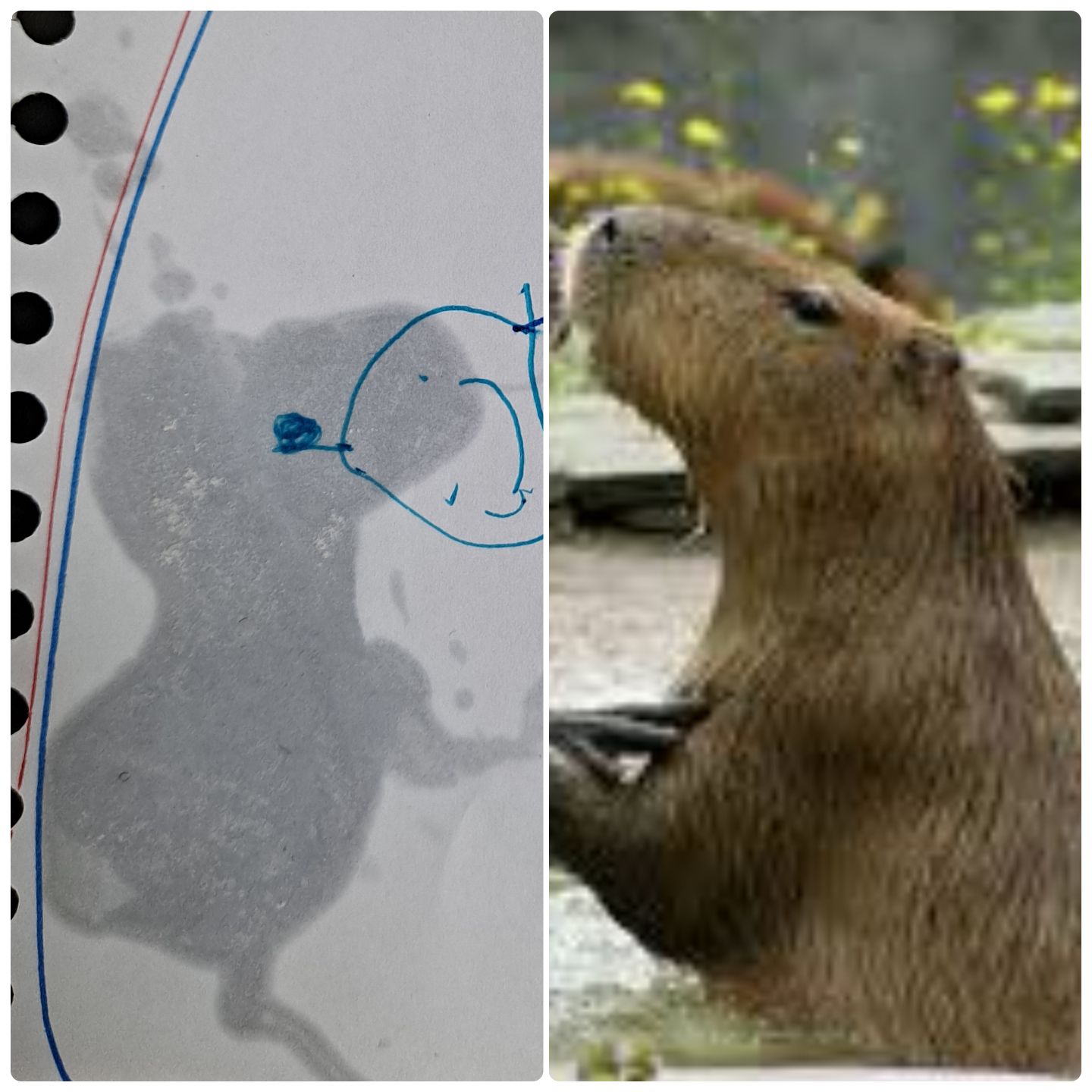 Capybara grease stains | Scrolller