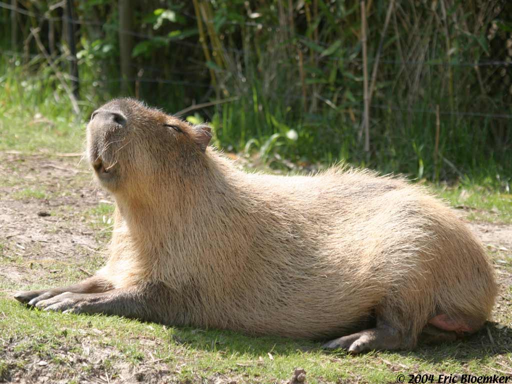 Capybaras (v2.0) [x-post r/capybara] | Scrolller