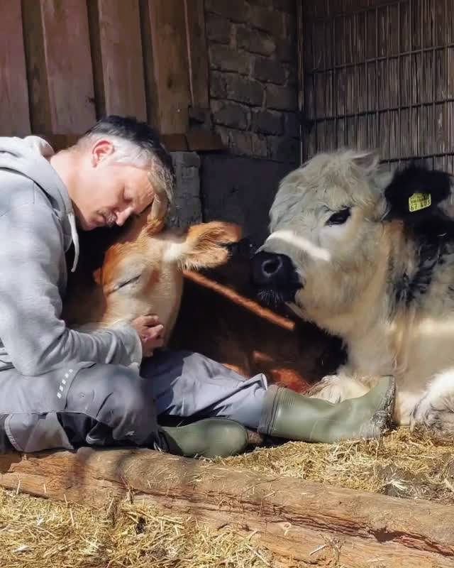 Caretaker hanging out with the cows at an animal sanctuary | Scrolller