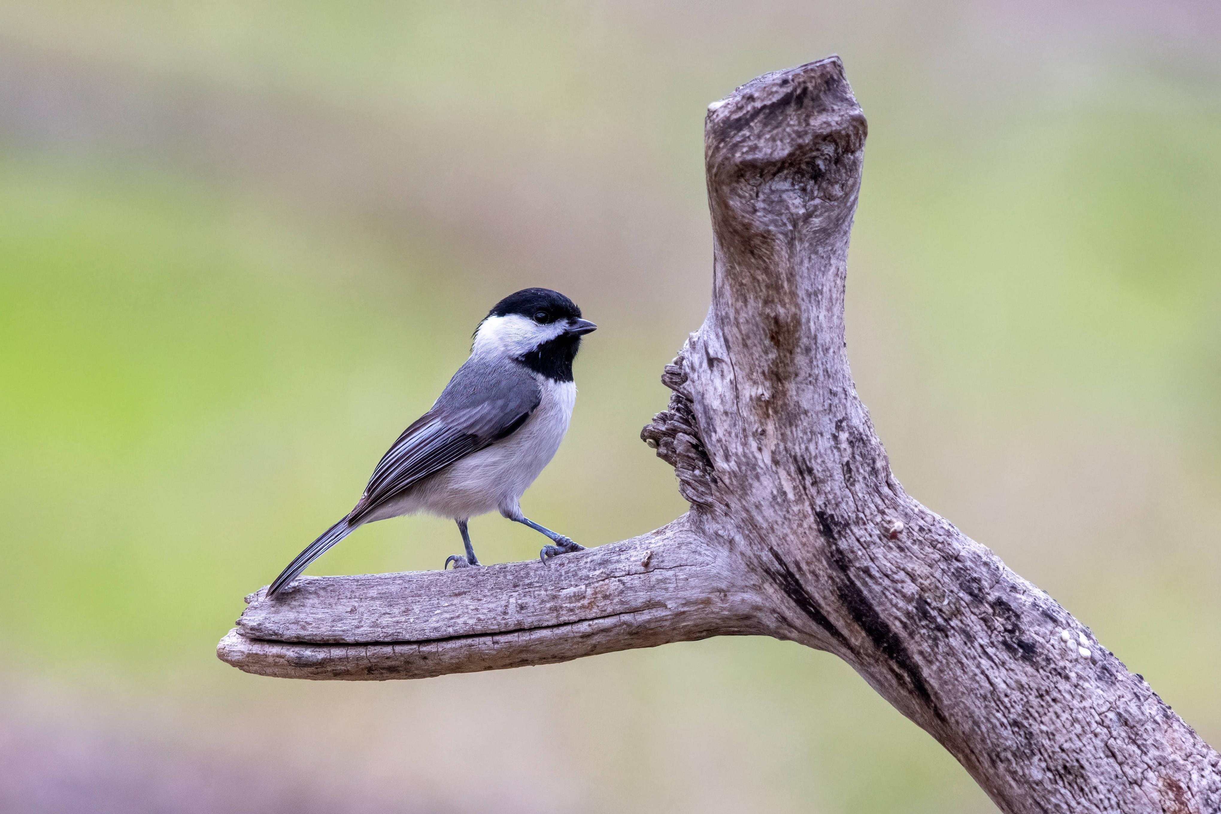 Carolina Chickadee perched and posing for a picture - San Antonio, TX | Scrolller