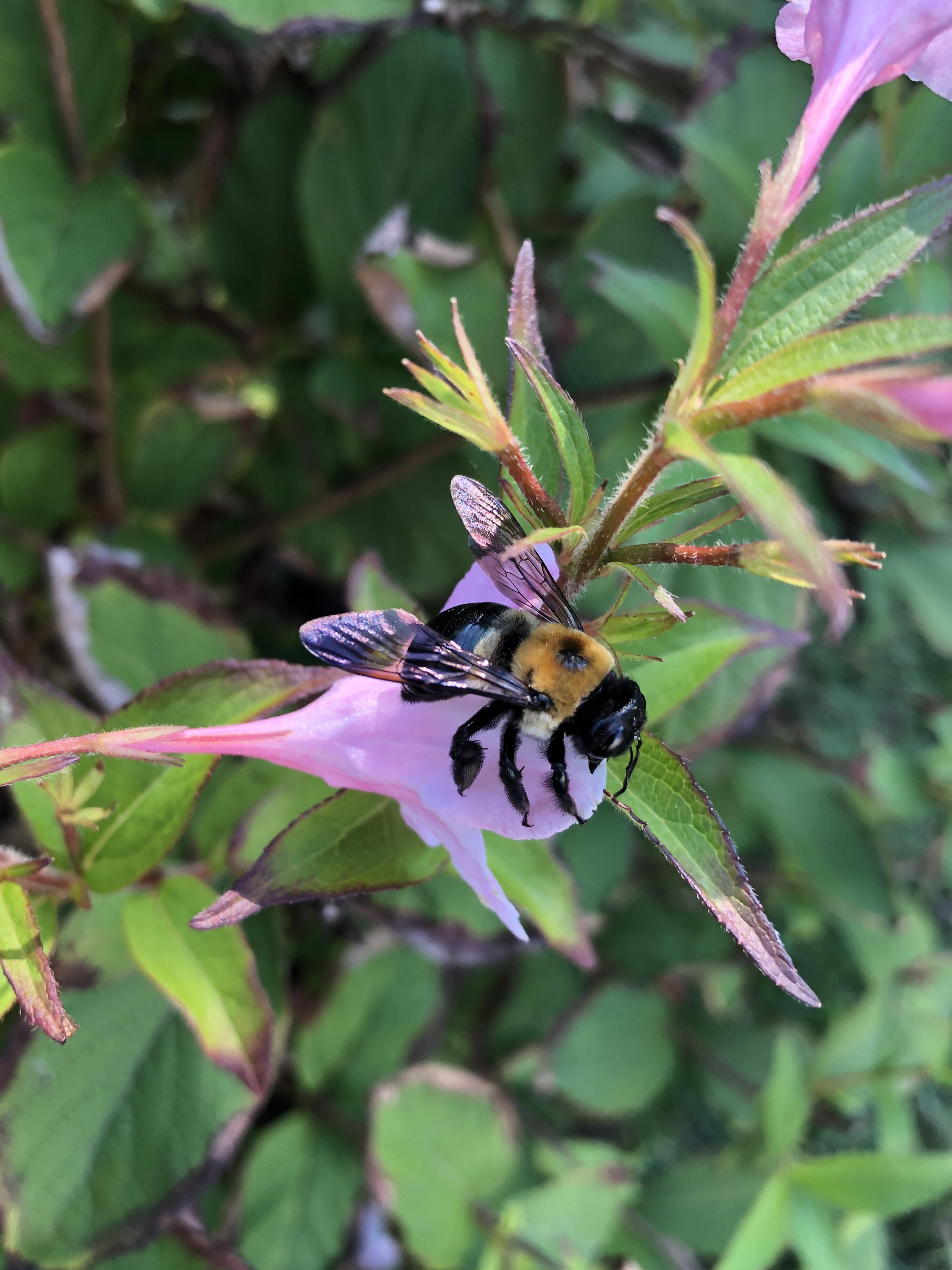 Carpenter Bee in New Hampshire!🖤🧡 | Scrolller