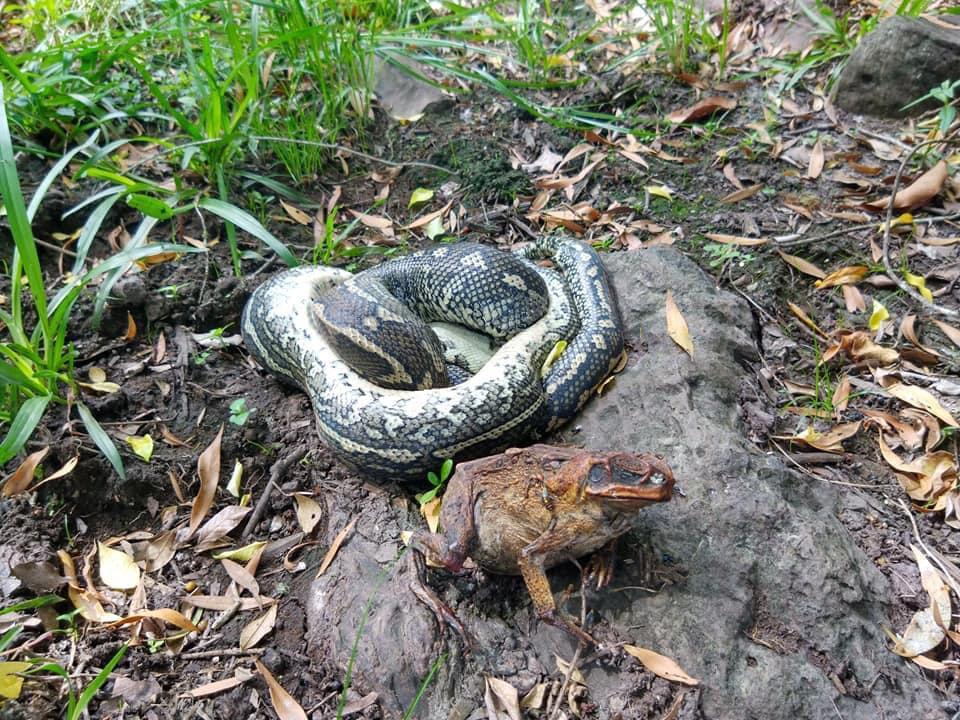 Carpet python VS cane toad - no winners | Scrolller