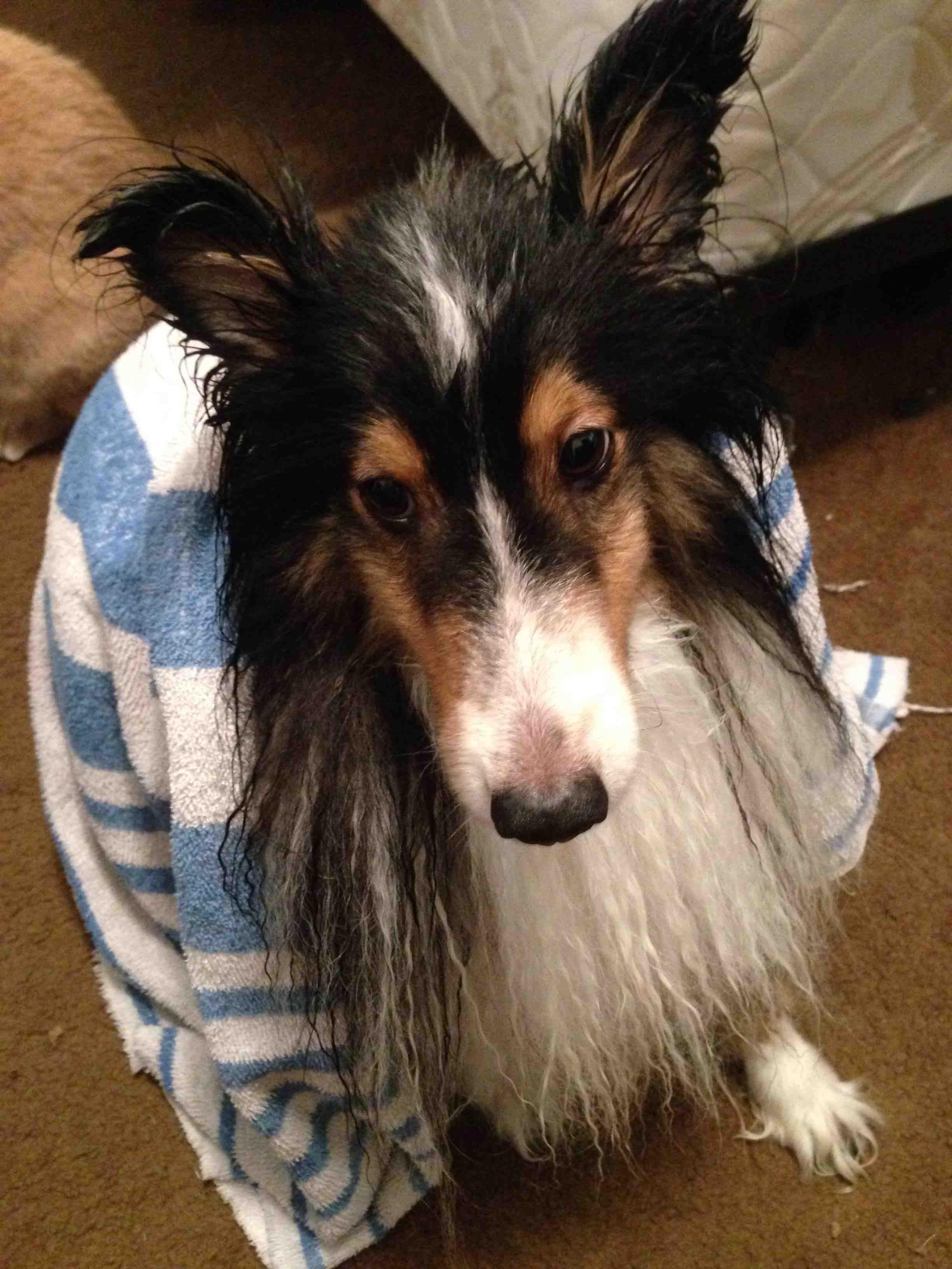 Cash doesn't like bath time. | Scrolller