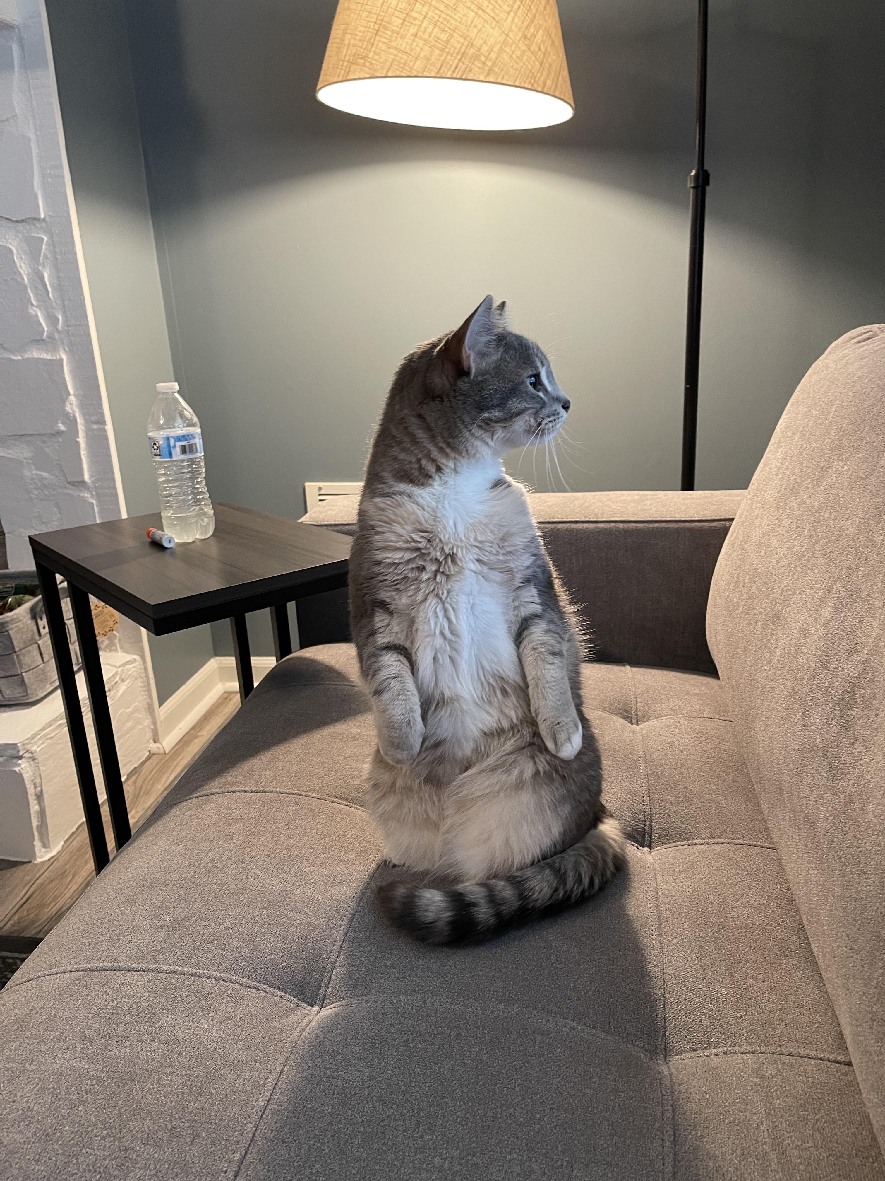 Cat. | Scrolller