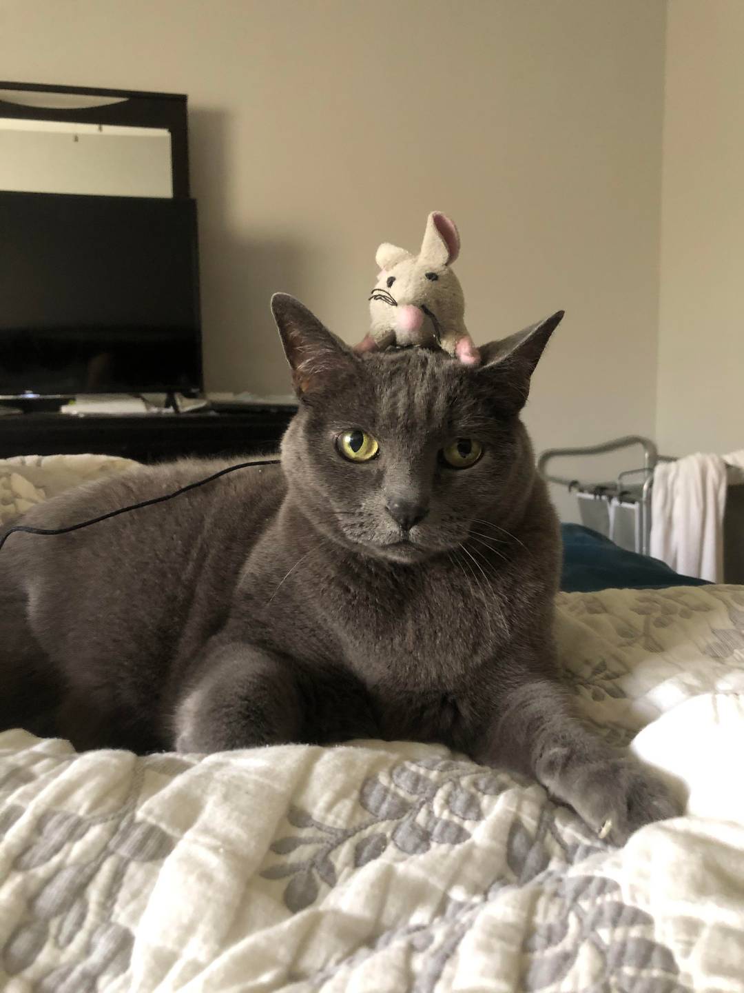 Cat and mouse | Scrolller