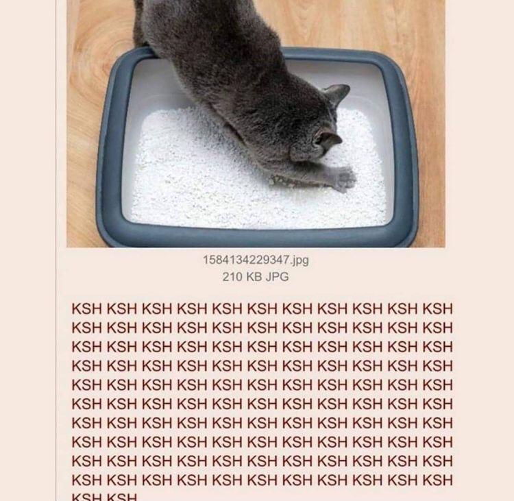 Cat anon | Scrolller