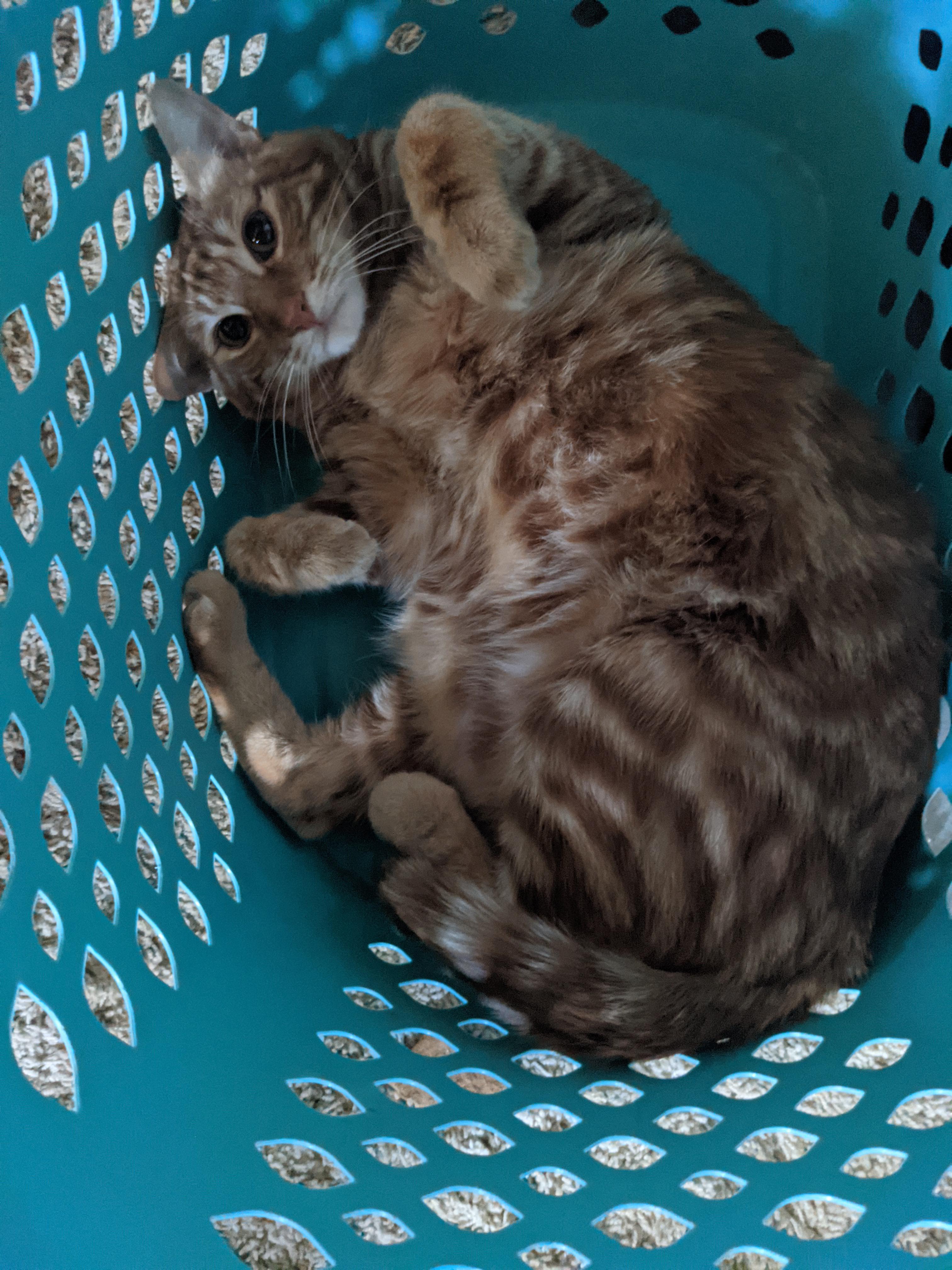 Cat Blob | Scrolller