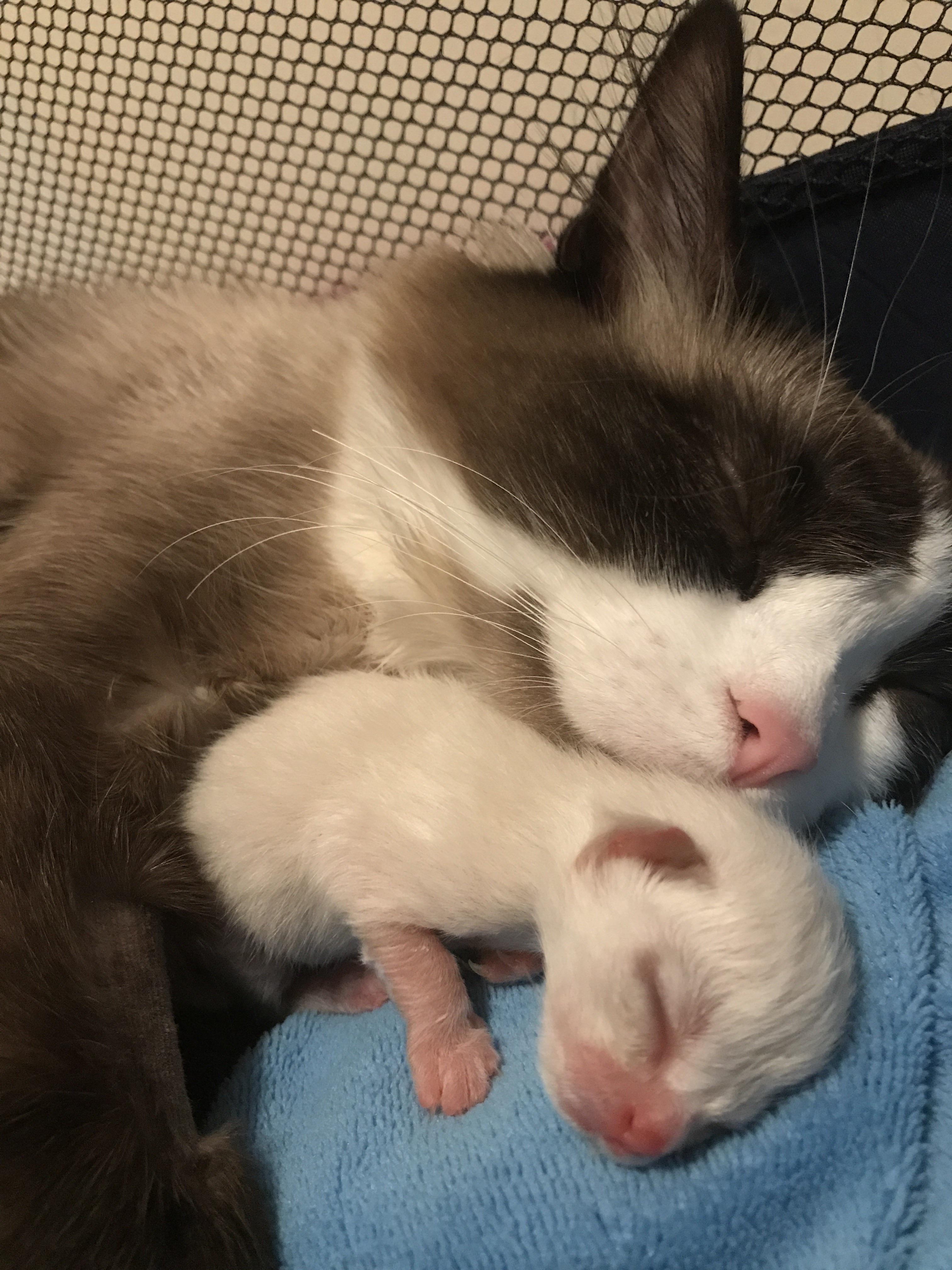 cat cuddling with her kitten | Scrolller