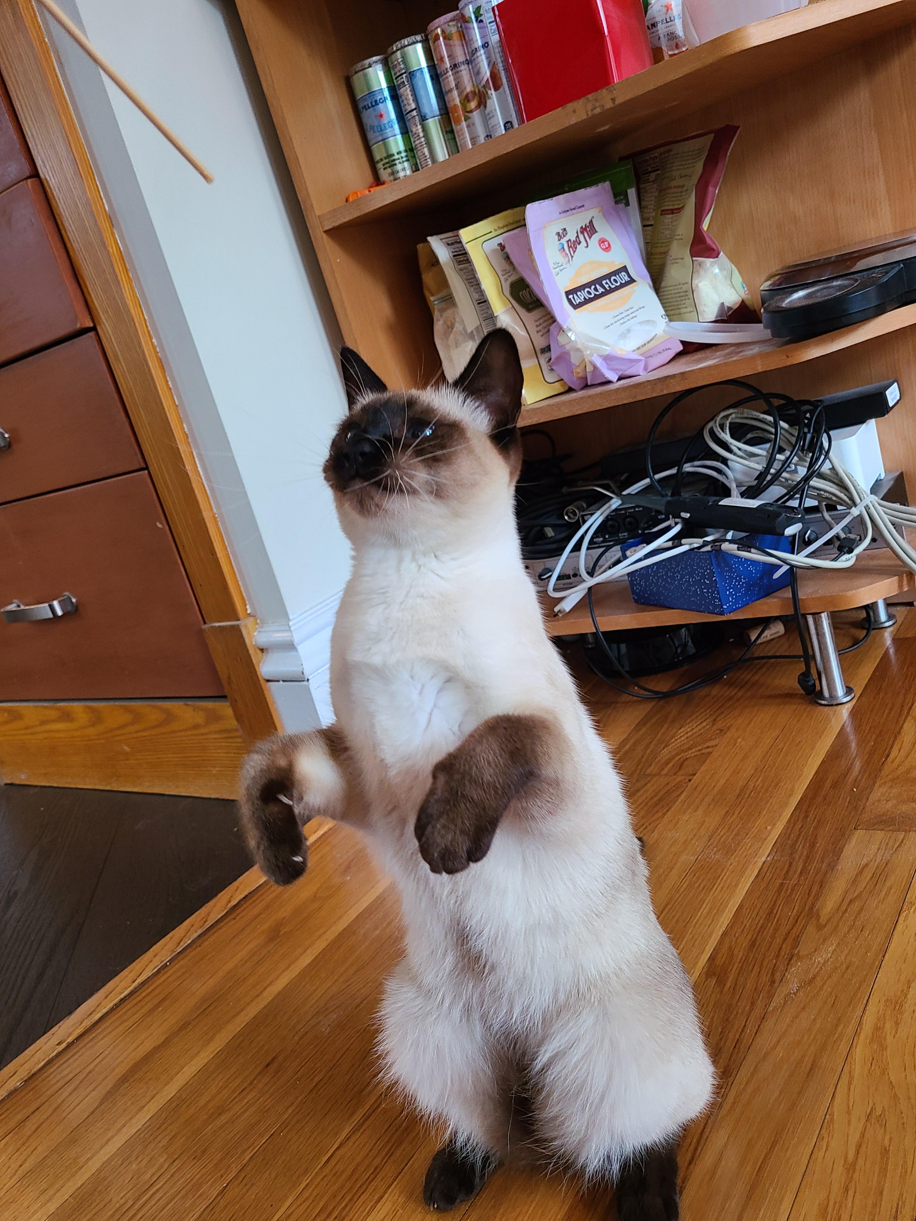 Cat. | Scrolller