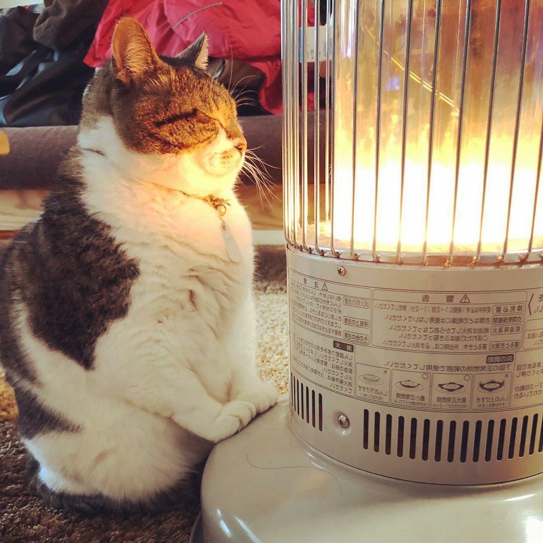 Cat enjoying the heat | Scrolller