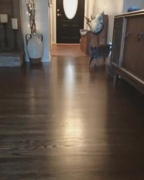 Cat enters the cat dimension to escape ferocious beast | Scrolller