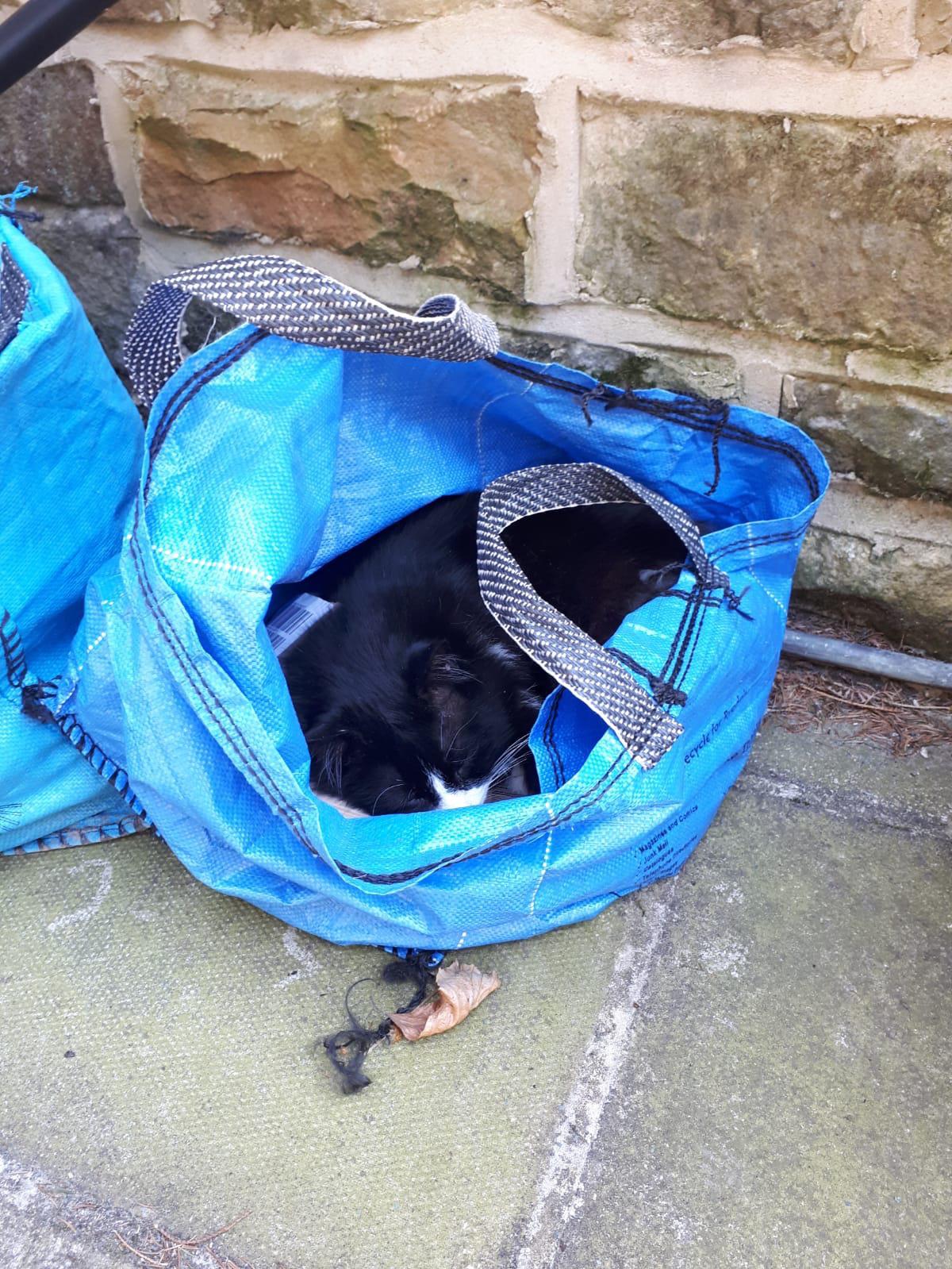 Cat in a recycling bag | Scrolller