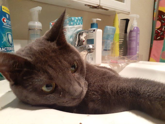 Cat in a sink. | Scrolller