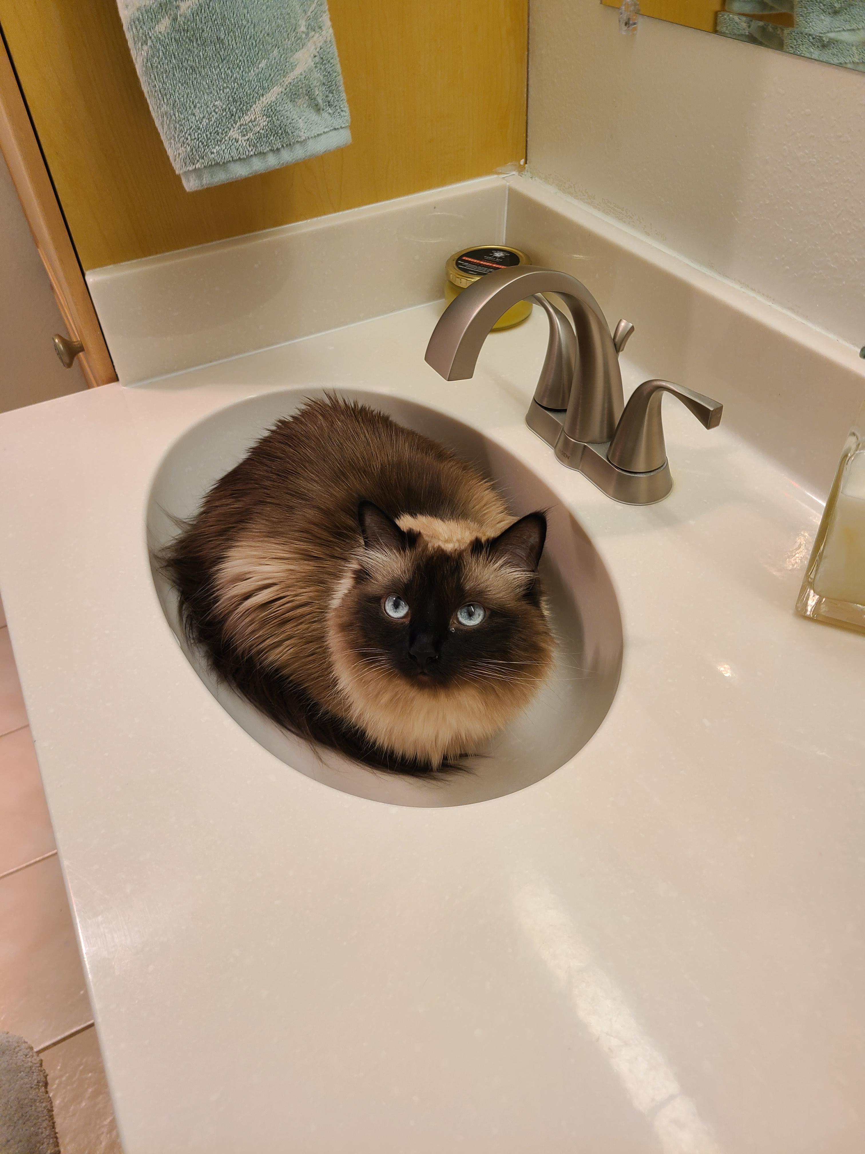 Cat in her favorite place | Scrolller