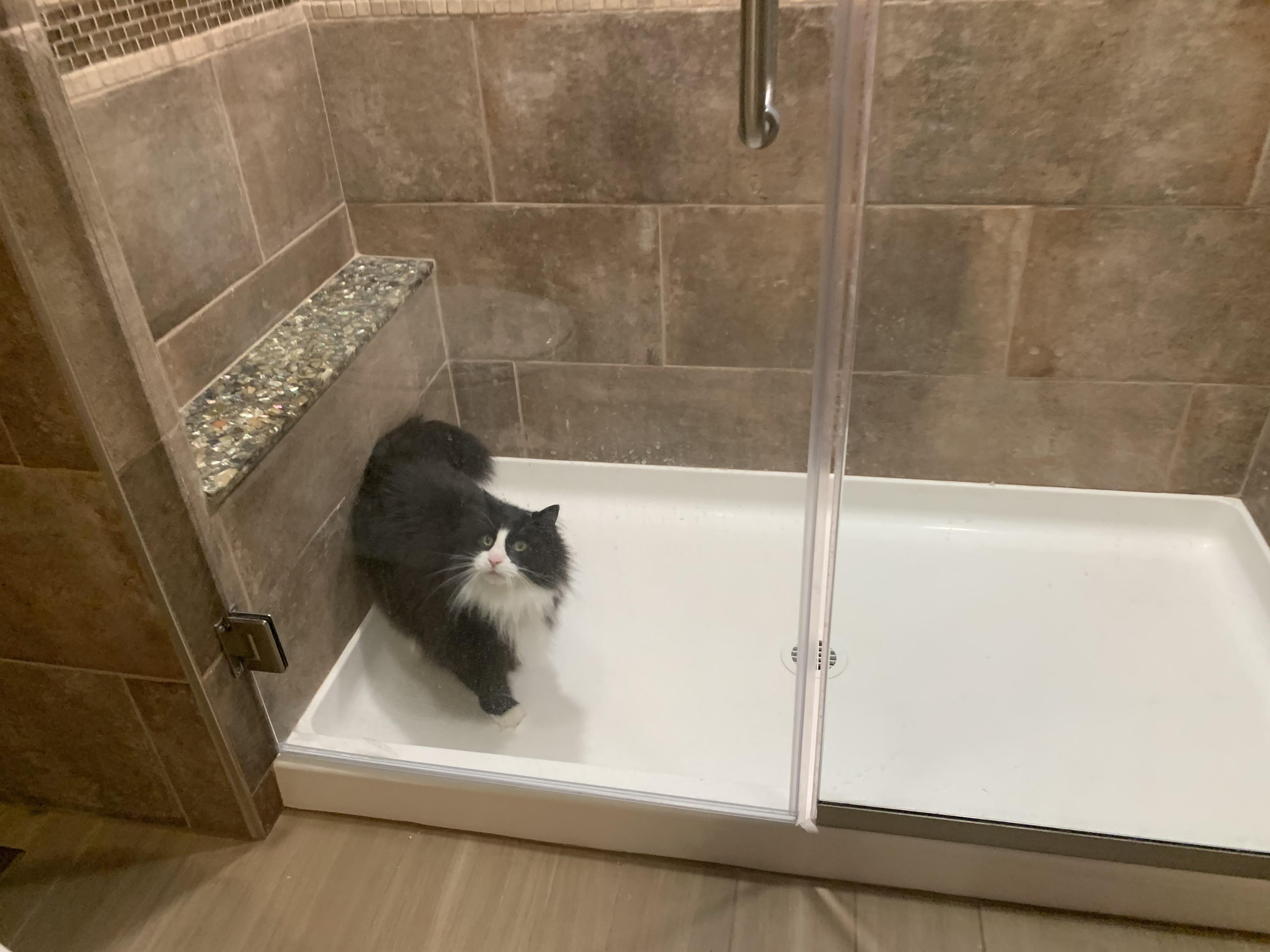 cat in shower | Scrolller