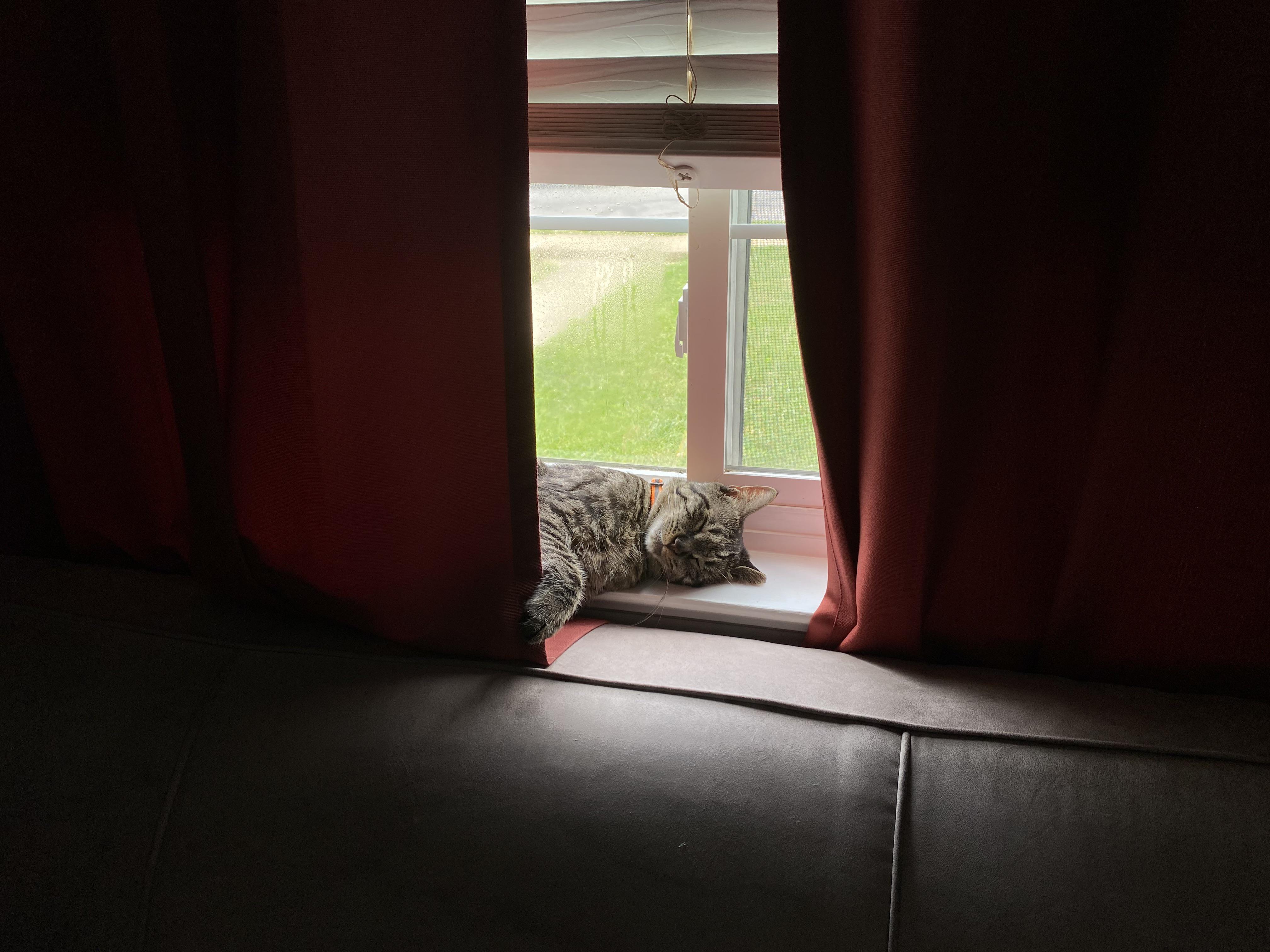 Cat in the window | Scrolller