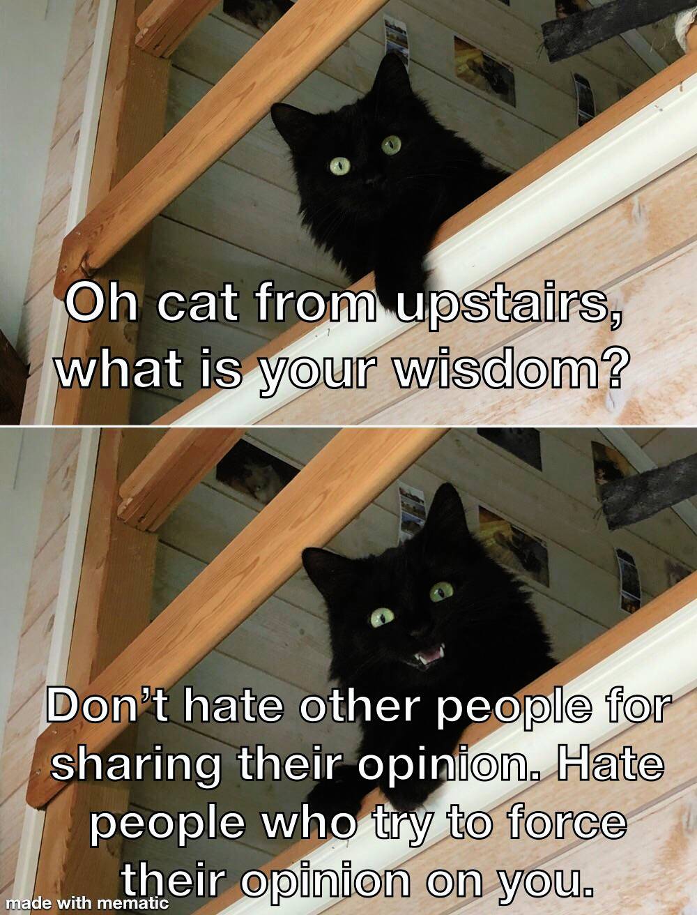 Cat memes go brrr | Scrolller