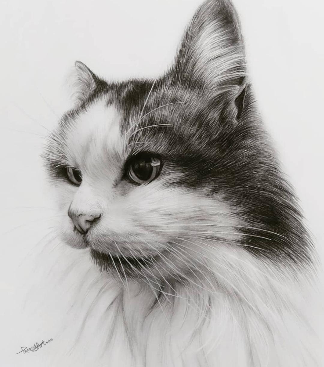 Cat pencil portrait recent commission work hows it | Scrolller