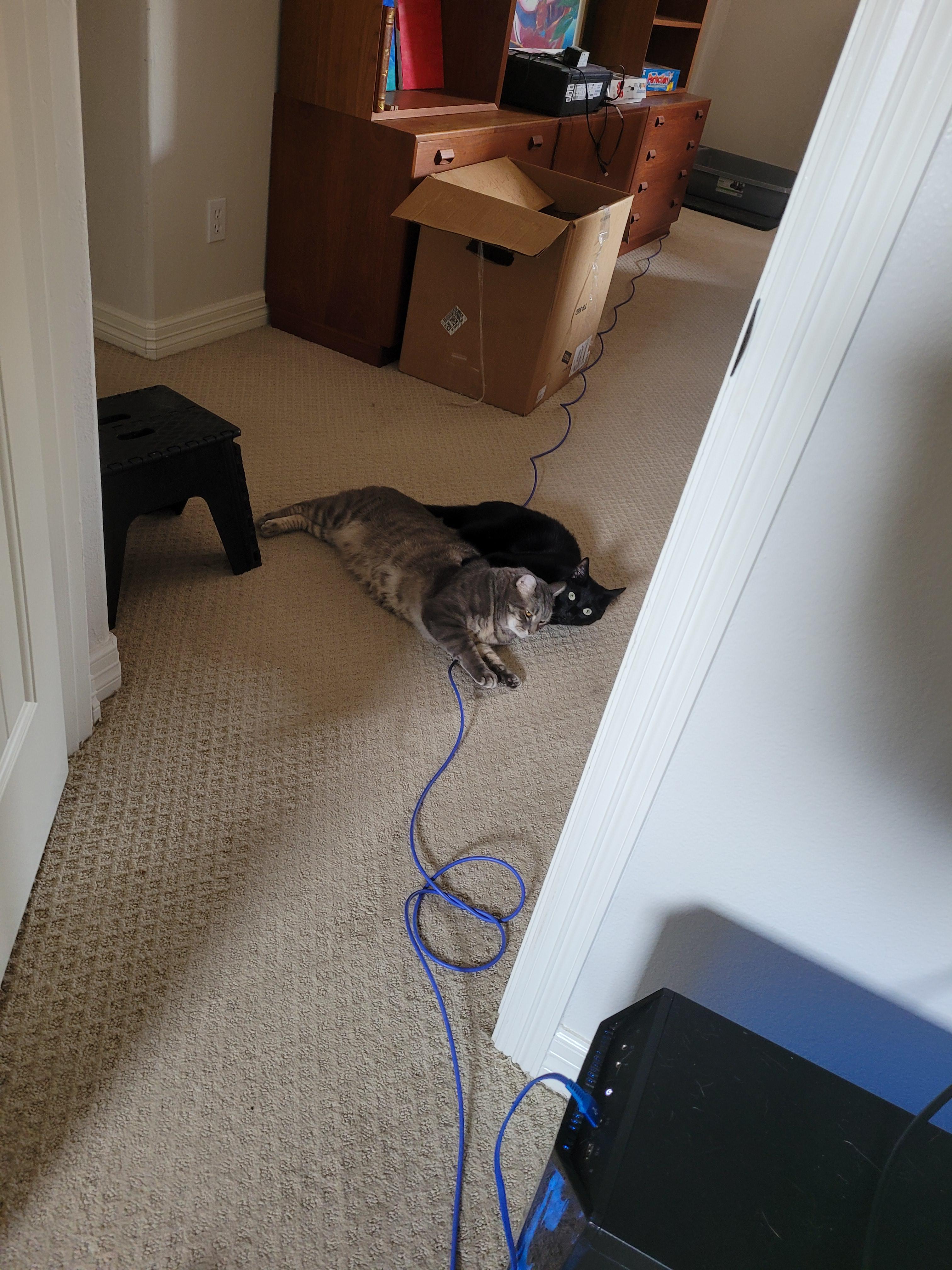 Cat spooning | Scrolller