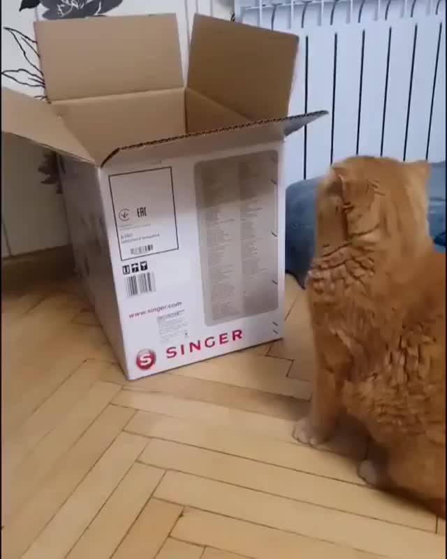 Just another cat in a box | Scrolller