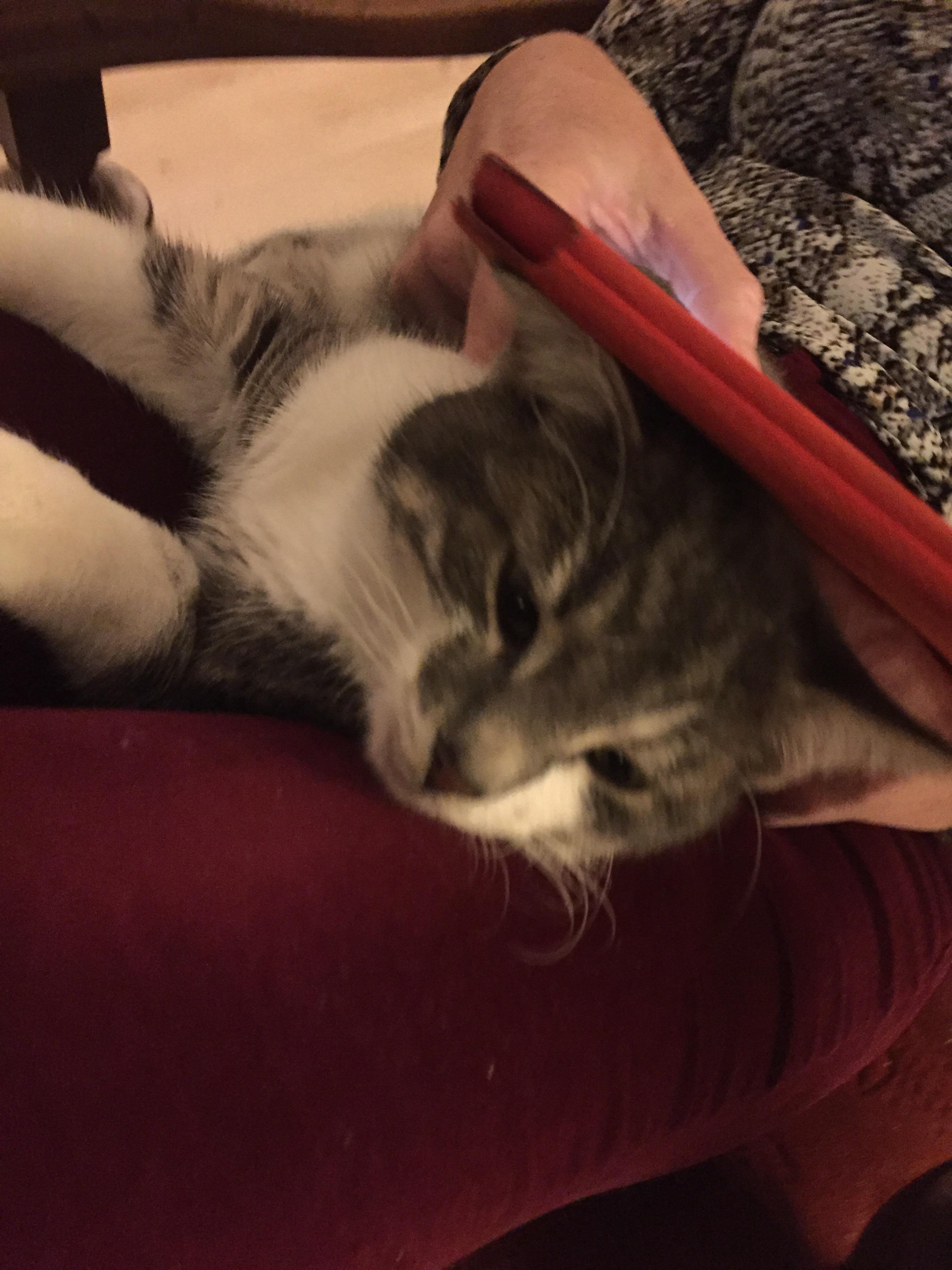 Cat under IPad | Scrolller