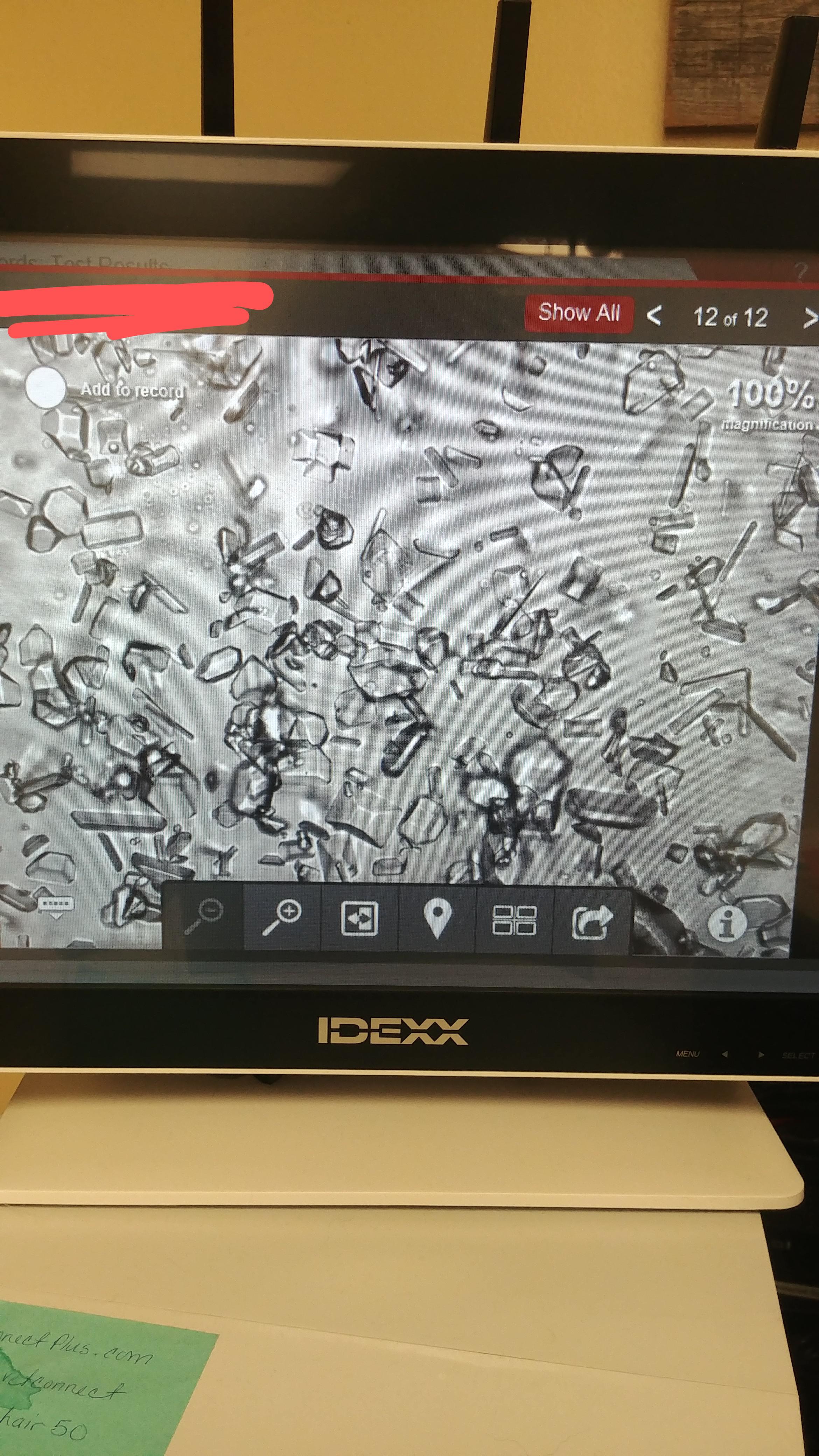 Cat urine on Idexx's Sedivue Dx | Scrolller