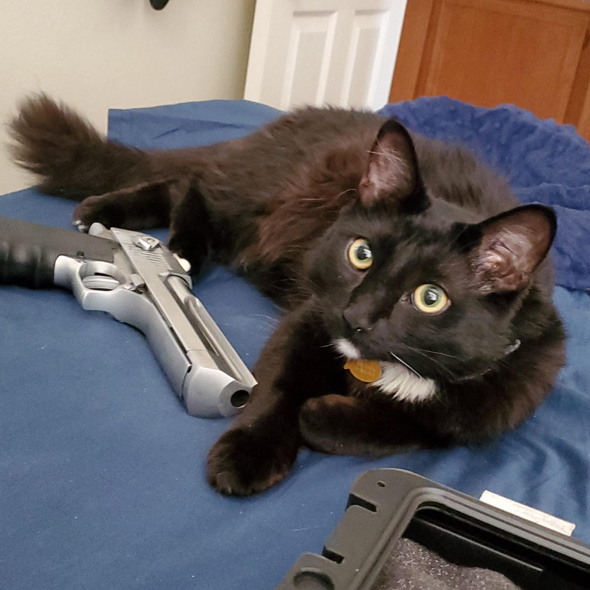 Cat with gat | Scrolller
