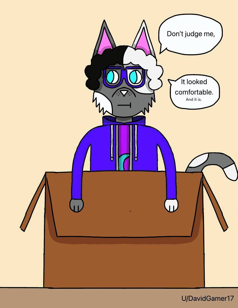 Cats and Boxes | Scrolller