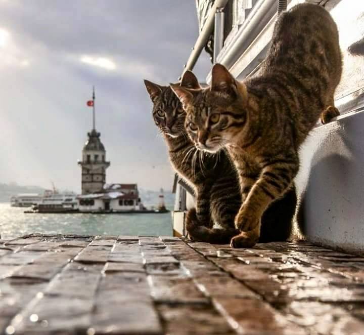Cats and the Maiden's Tower in İstanbul | Scrolller