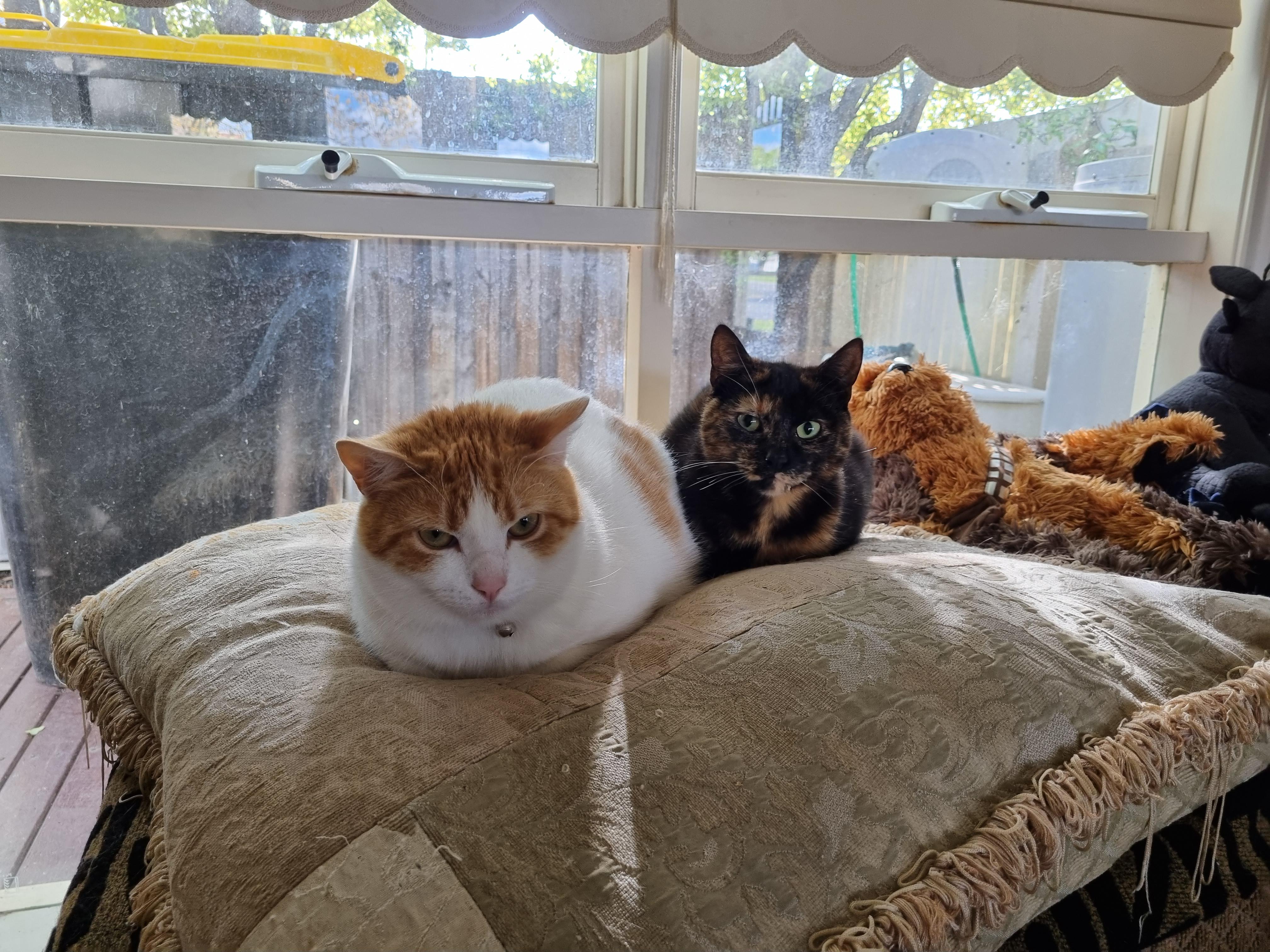 Cat's just be chilling. | Scrolller