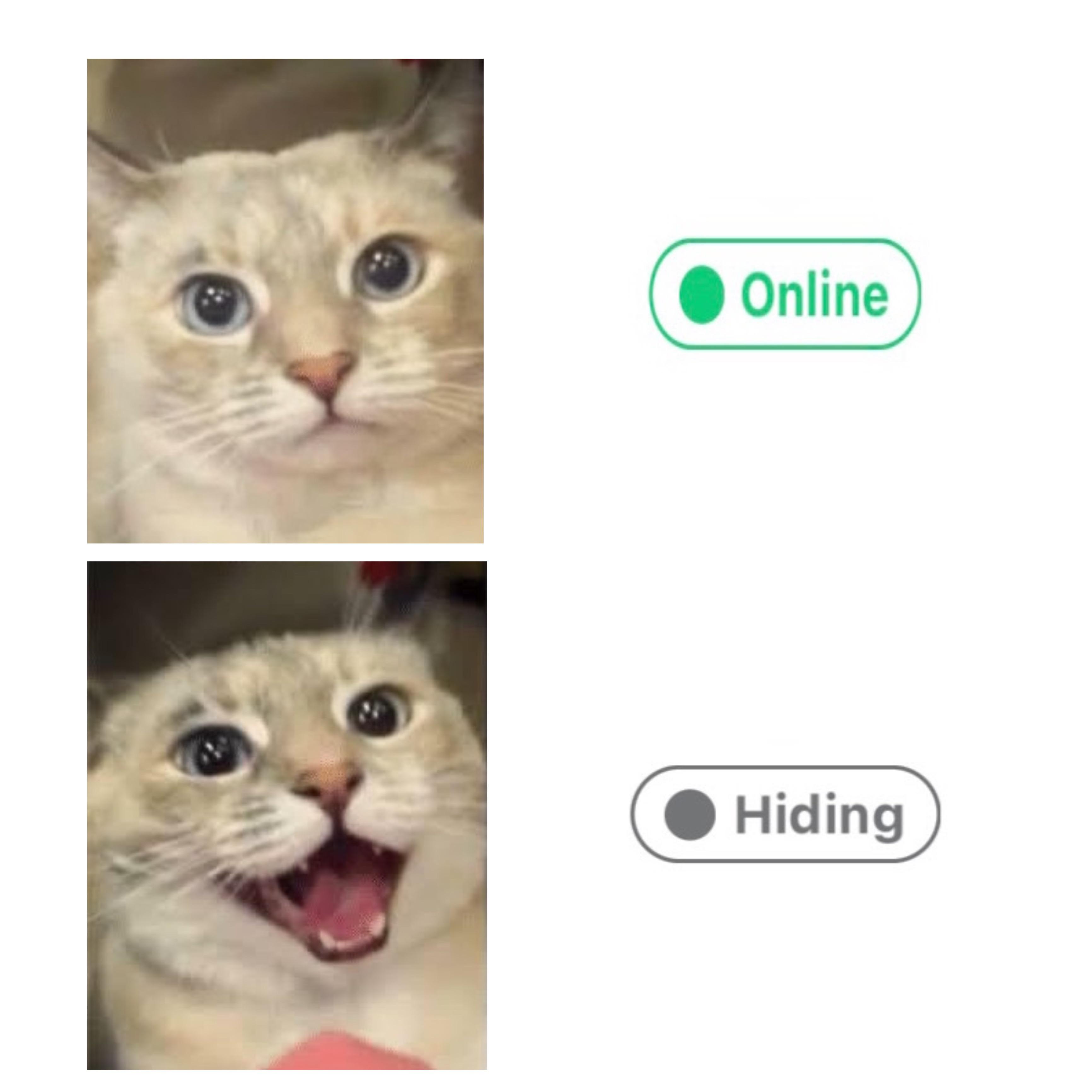 Catto Drake. | Scrolller