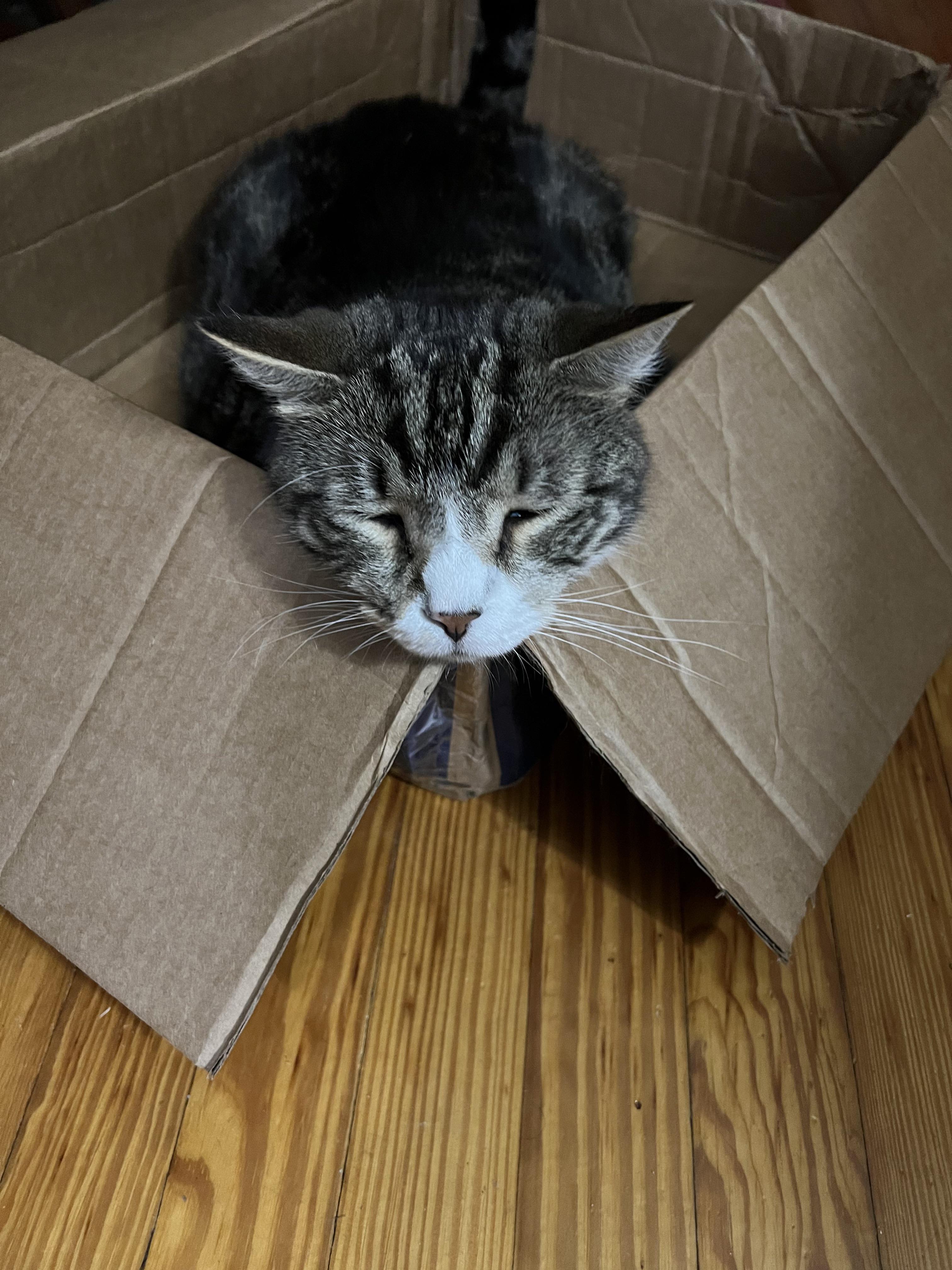 Catty-corner | Scrolller