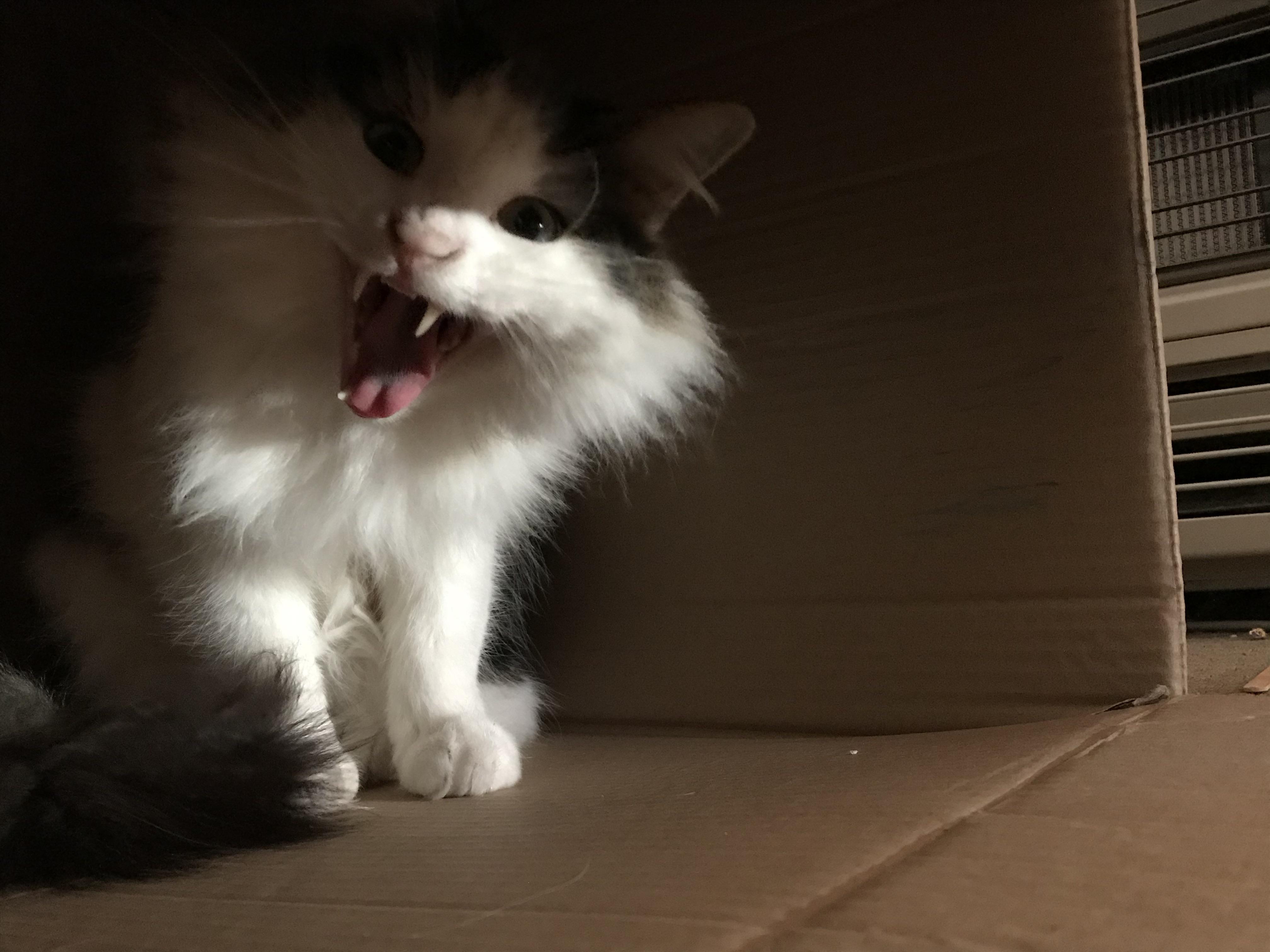 Caught him in the middle of a yawn while sitting in a box | Scrolller