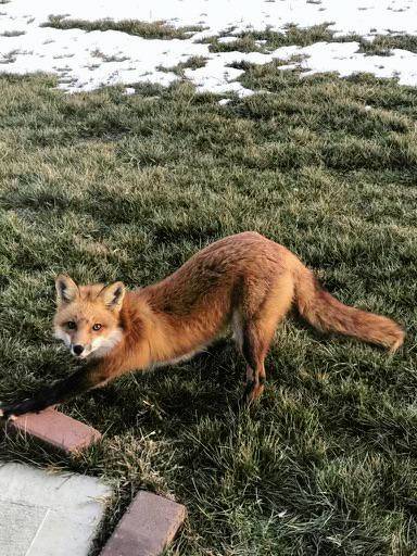 Caught him napping in my backyard! | Scrolller