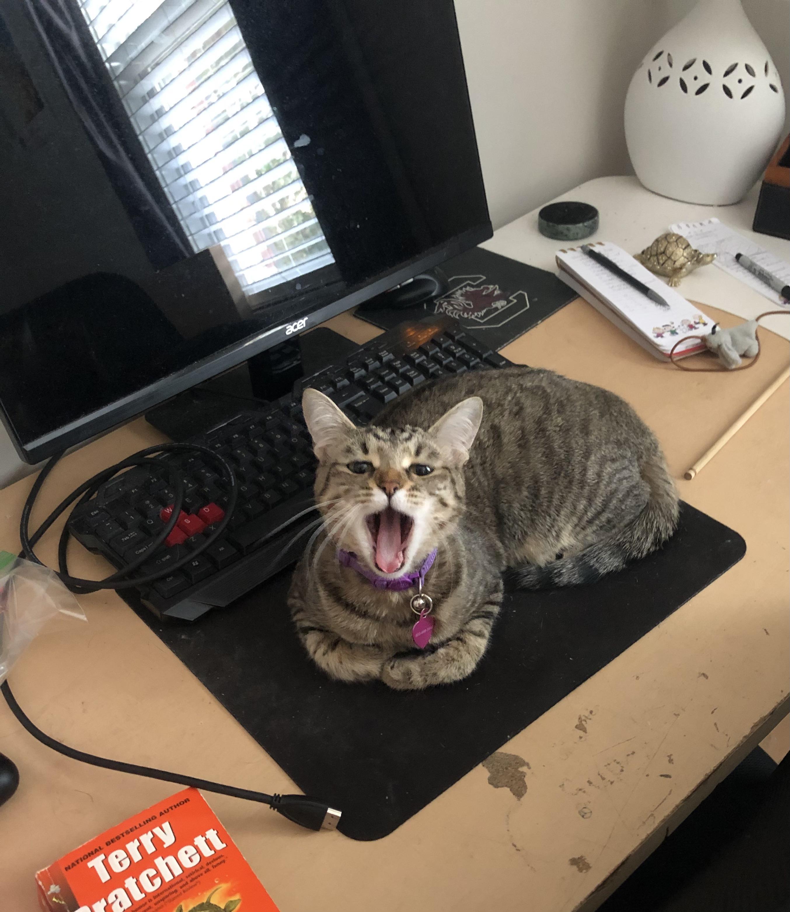 Caught my cat mid yawn | Scrolller