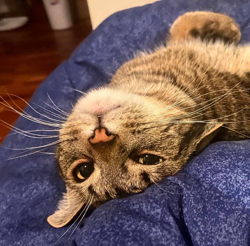 Caught my cutie in her favorite position: upside down for belly pets! | Scrolller