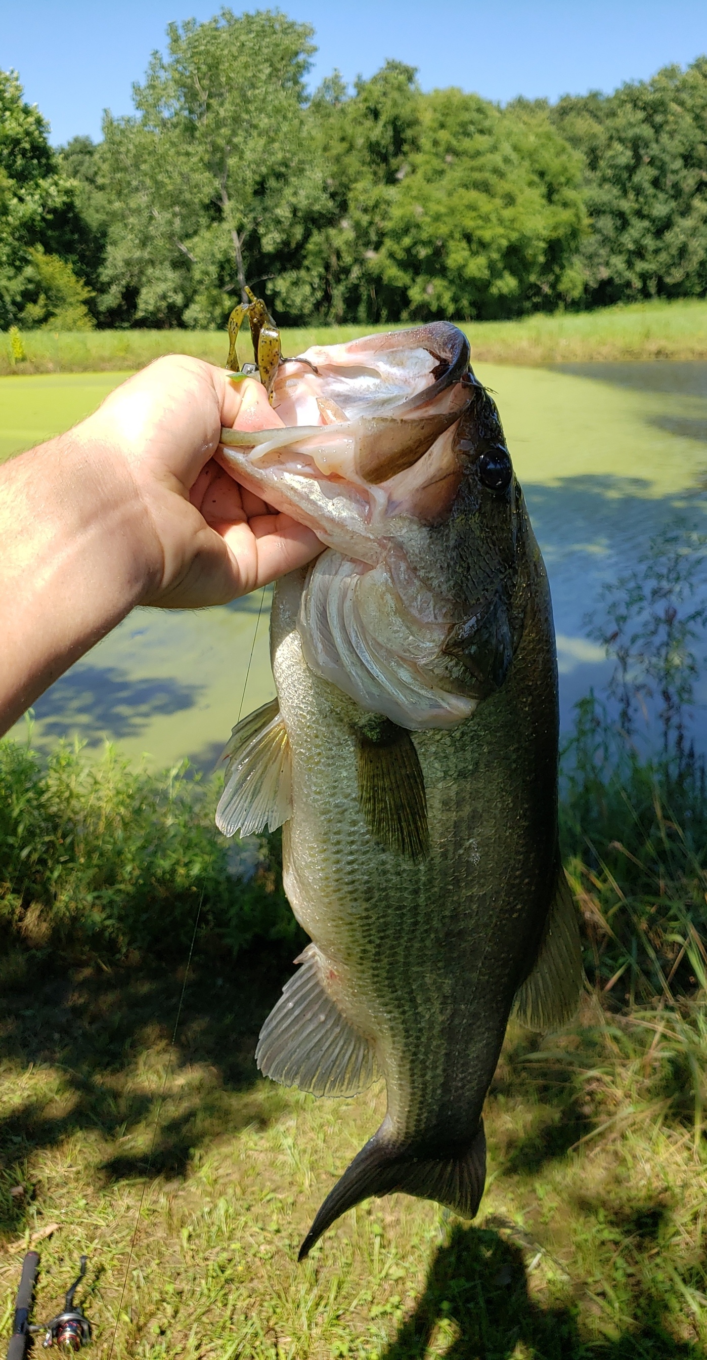 Caught my pb this morning | Scrolller