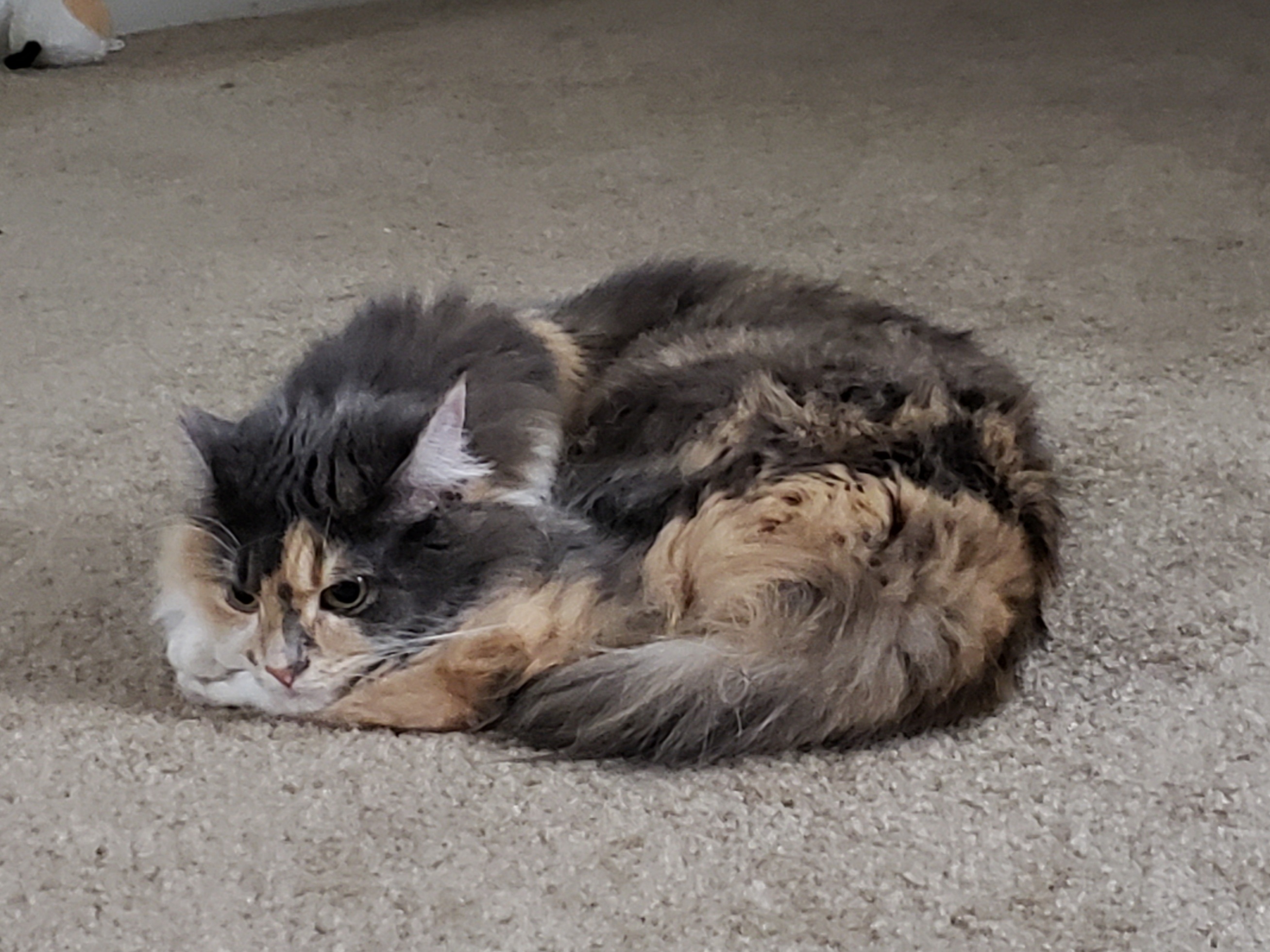 caught my pretty girl looking... IMMENSELY DISPLEASED | Scrolller