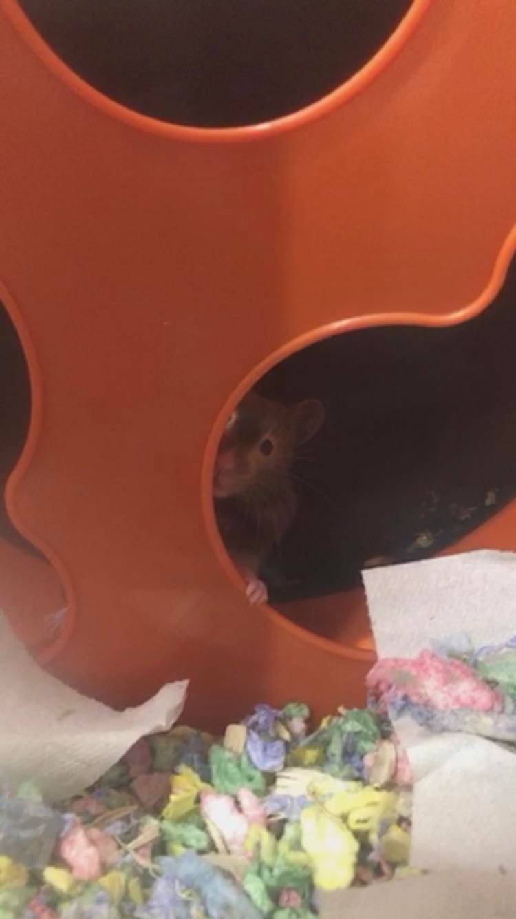 Caught pancake peeping on me while I was working. | Scrolller