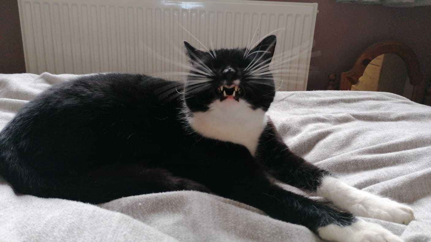Caught the cat mid sneeze | Scrolller