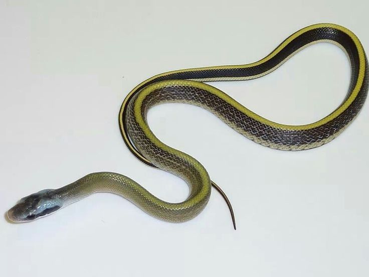 Cave rat snake, Jean Baptise Lamarck | Scrolller