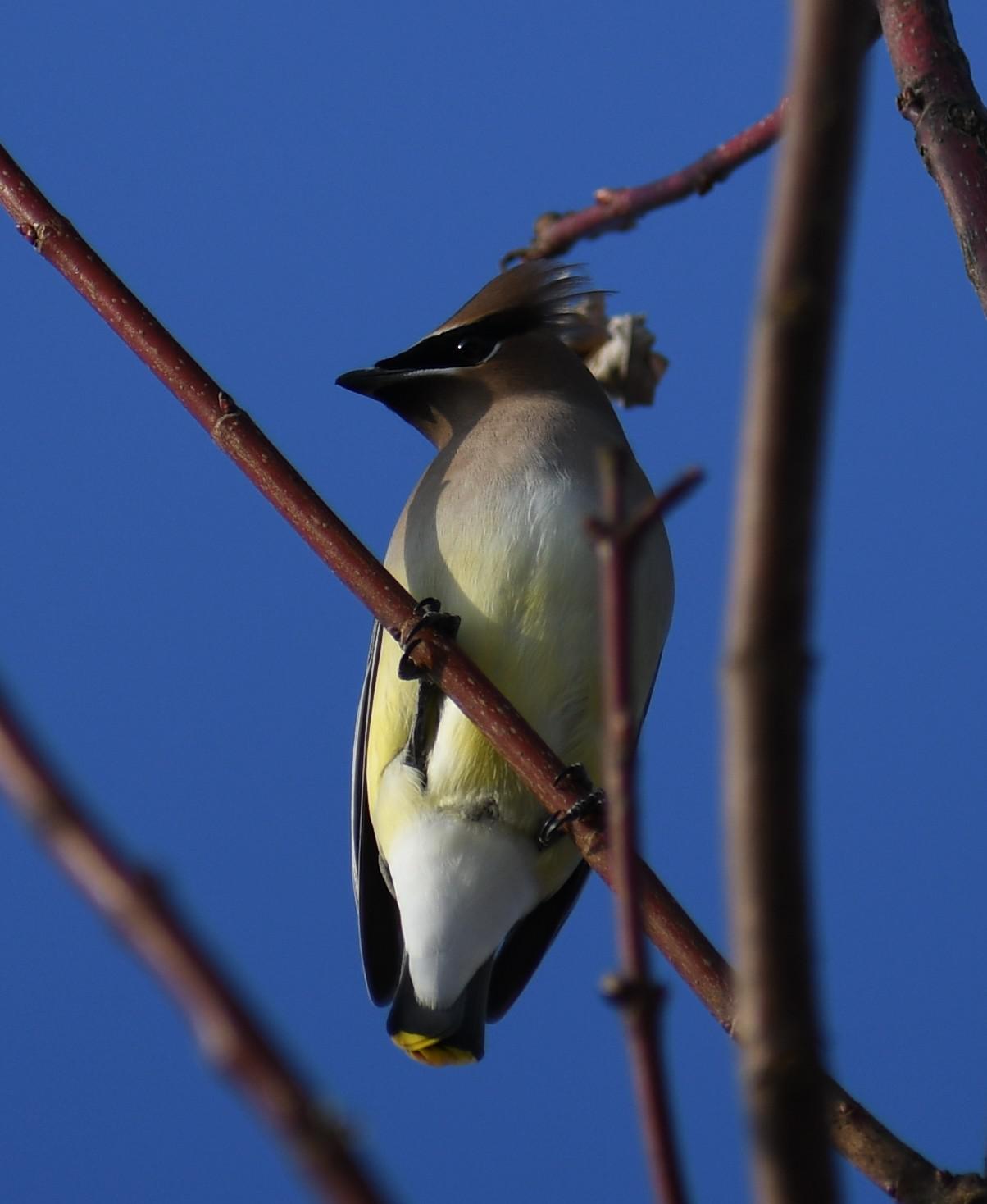 Cedar Waxwing | Scrolller