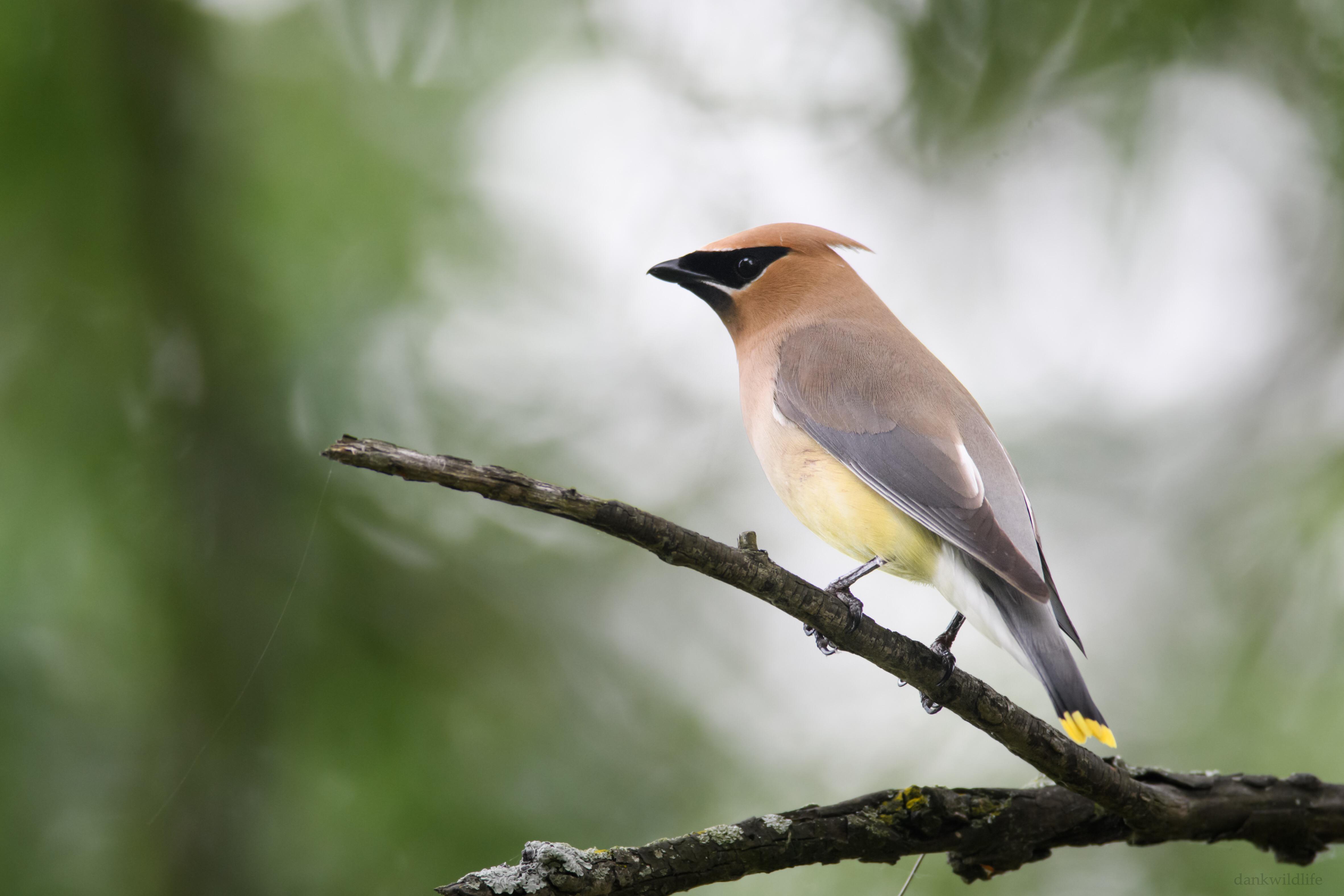🔥 Cedar waxwing aka the sleekest boi | Scrolller
