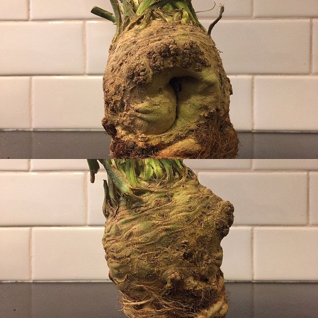 Celery root: I see faces | Scrolller