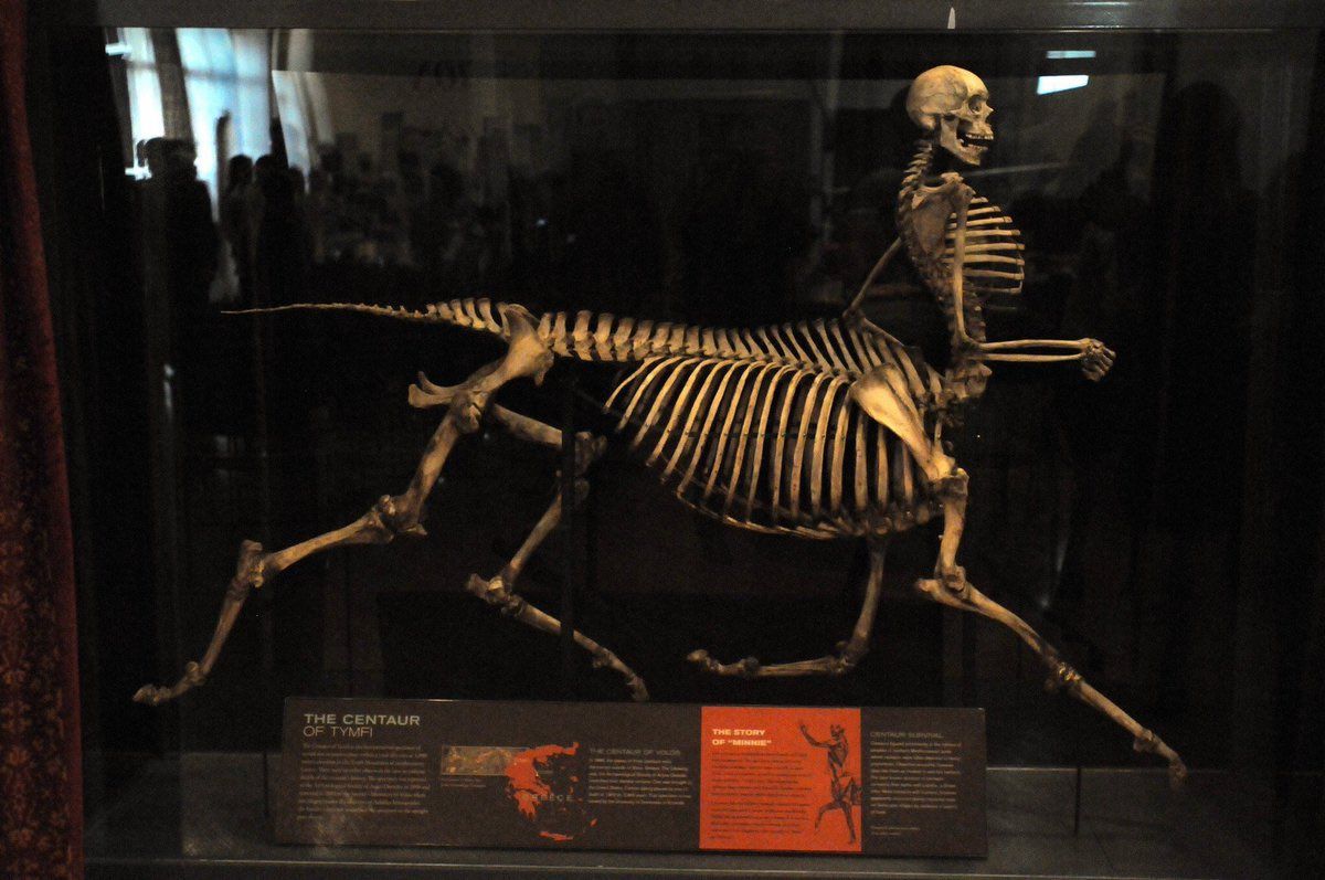 Centaur Skeleton at The Barnum Museum, Bridgeport, Connecticut | Scrolller