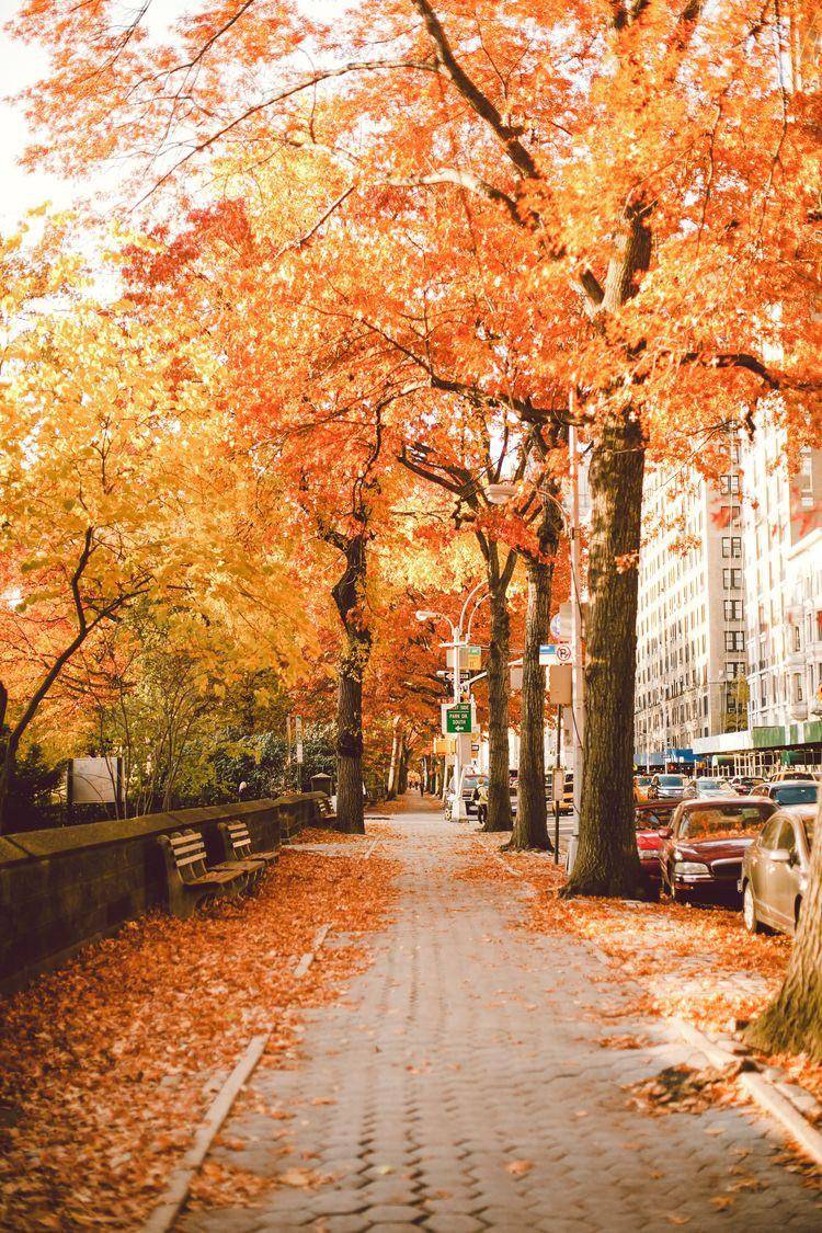 Central Park | Scrolller