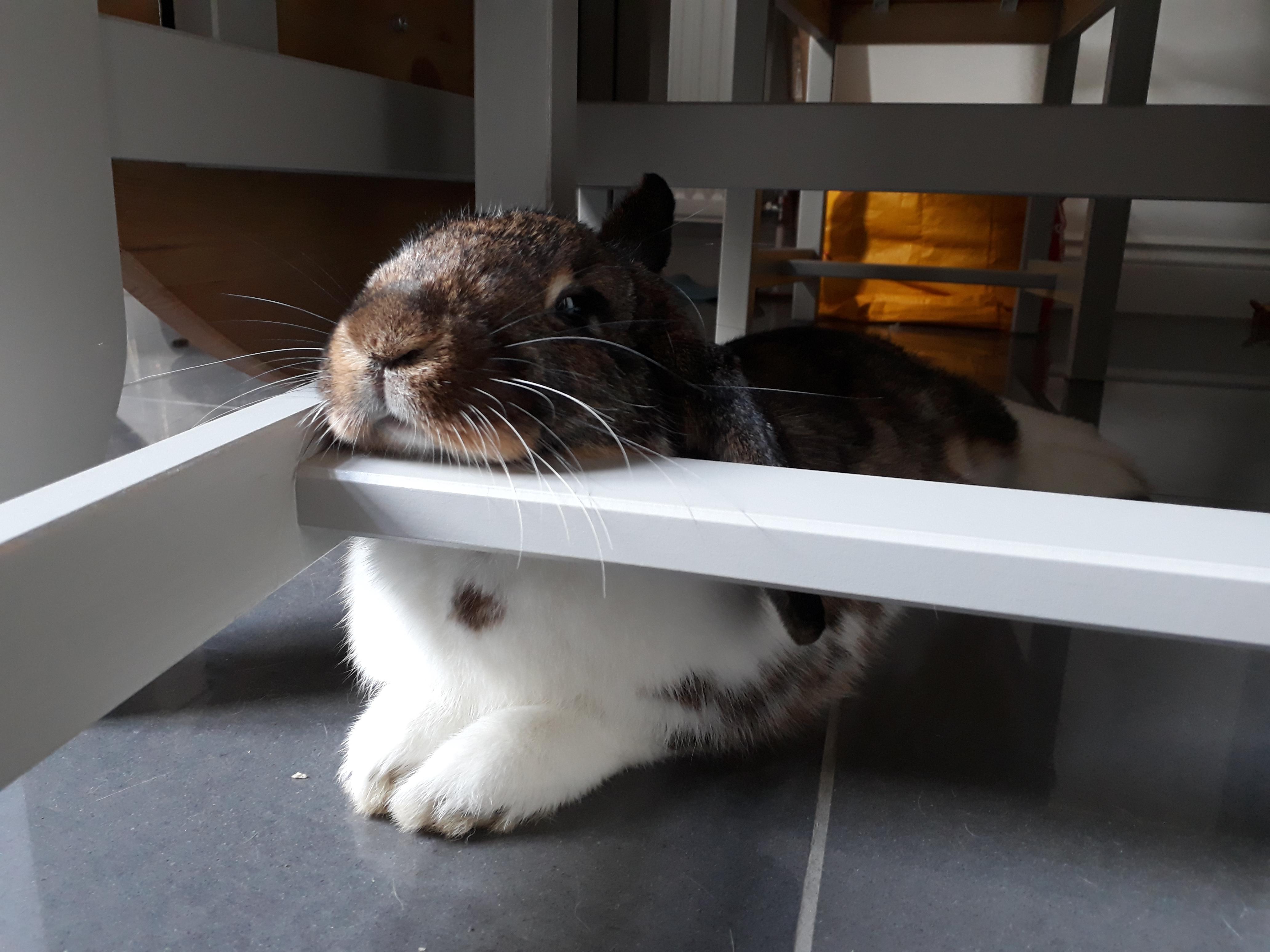 Chair leg? No, chin rest! | Scrolller