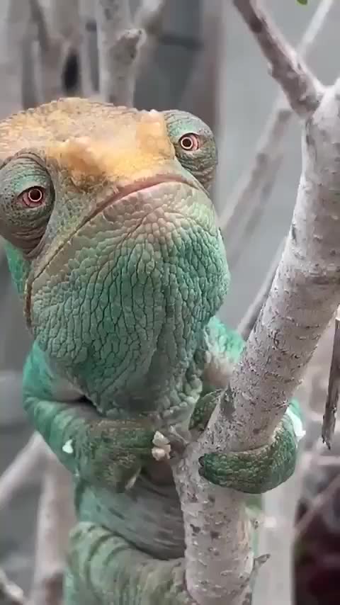 Chameleon 😃🦎 | Scrolller