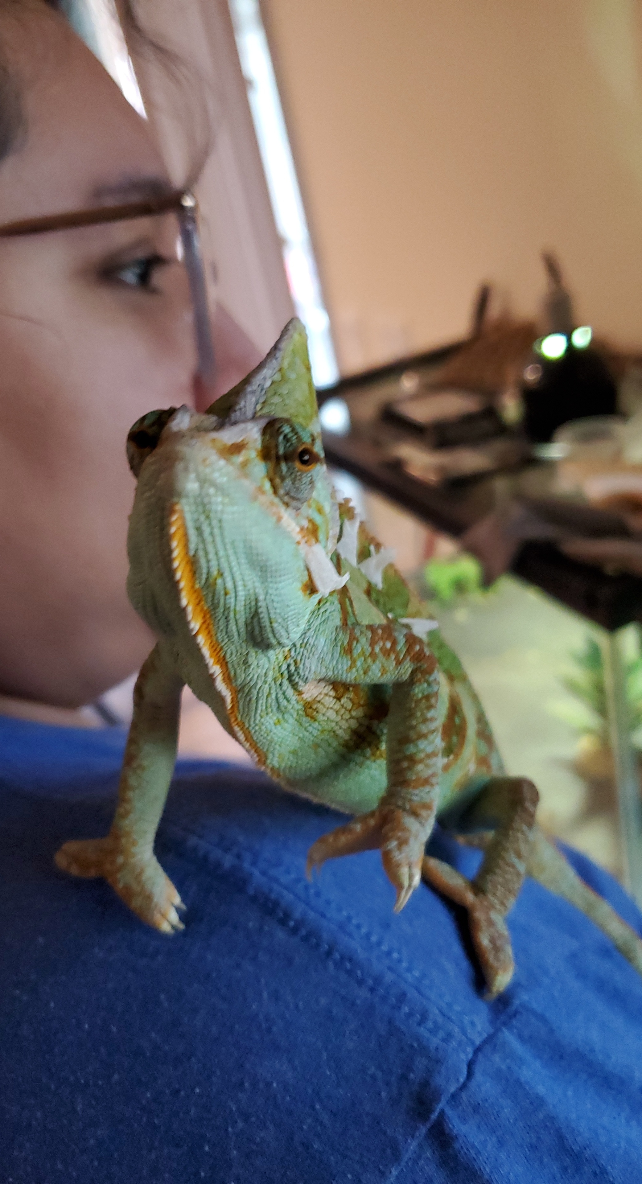 Chameleons can be cute too | Scrolller