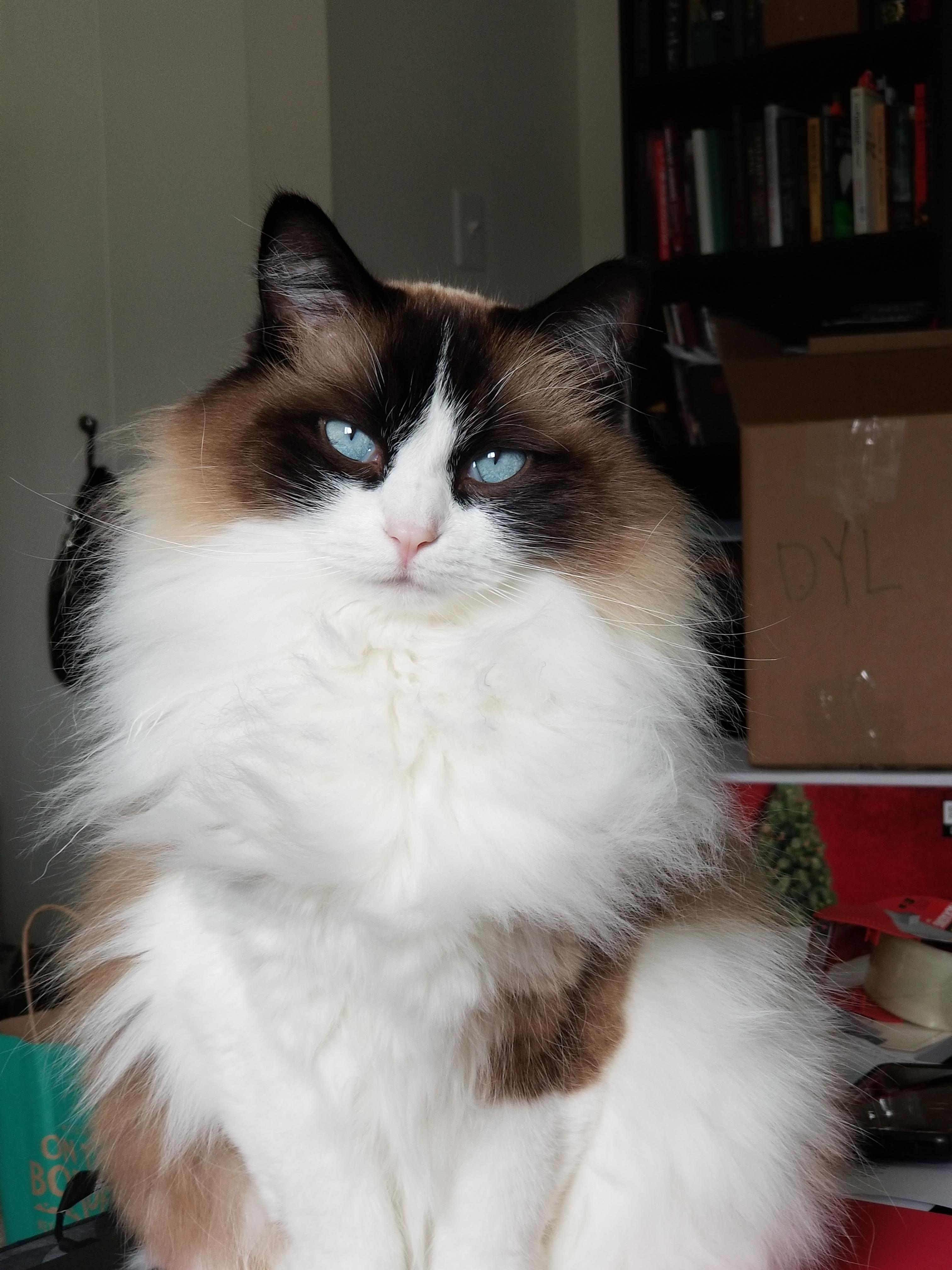 Chara, just after her nap. | Scrolller